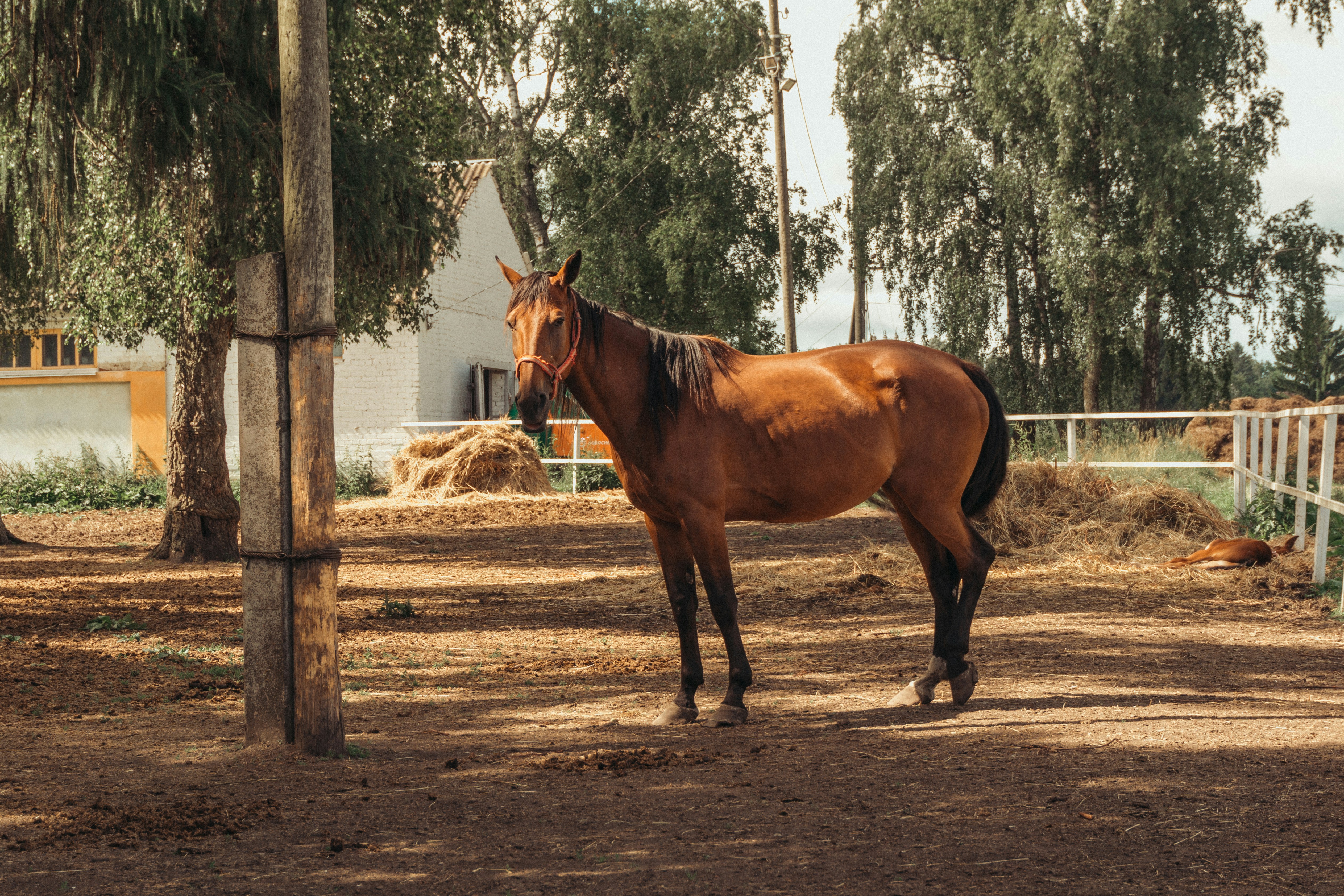 Sunlit Thoroughbred in a Dusty Farmyard