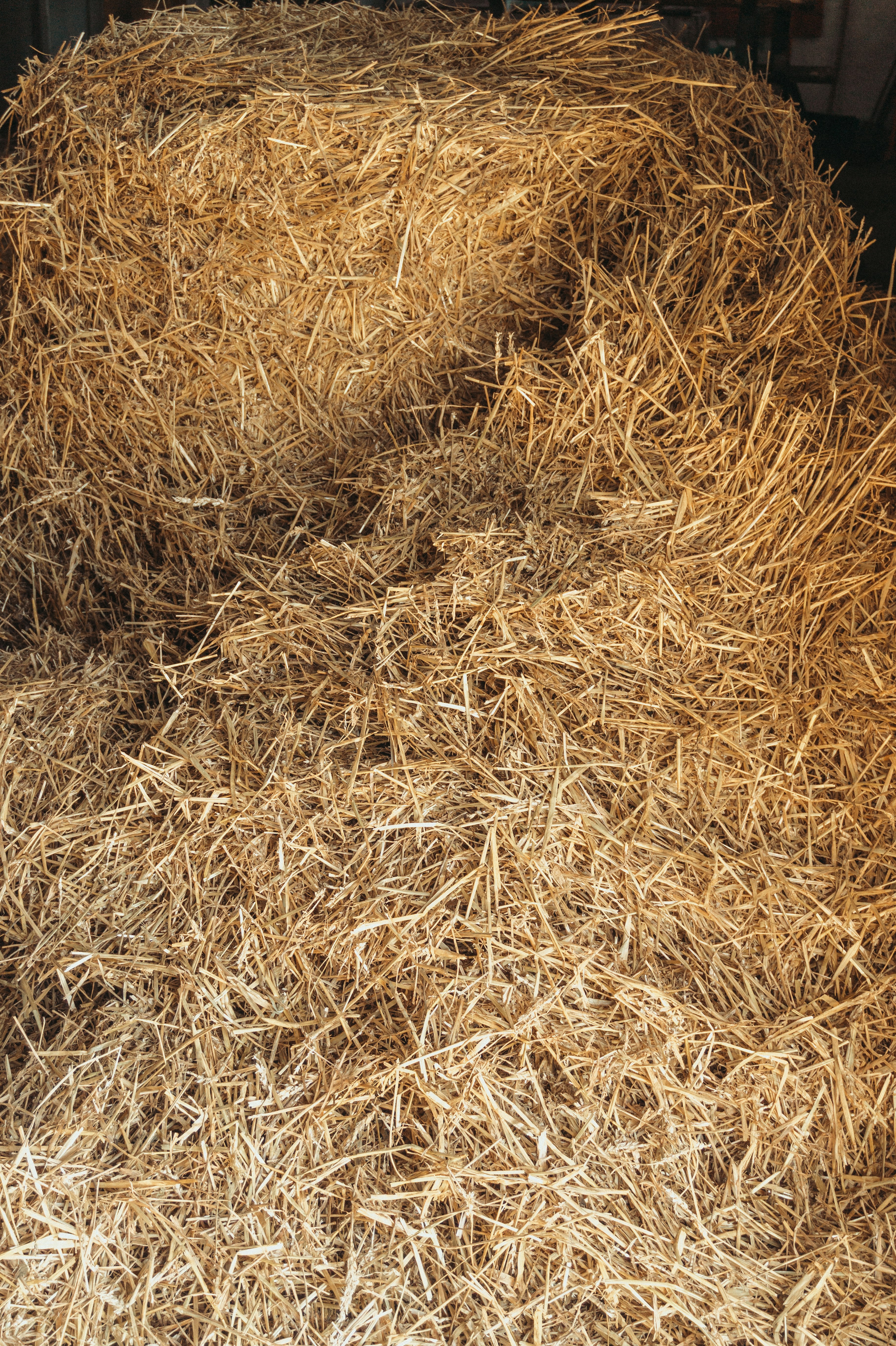 Sunlit Alfalfa Mounds: A Rustic Haystack Portrait
