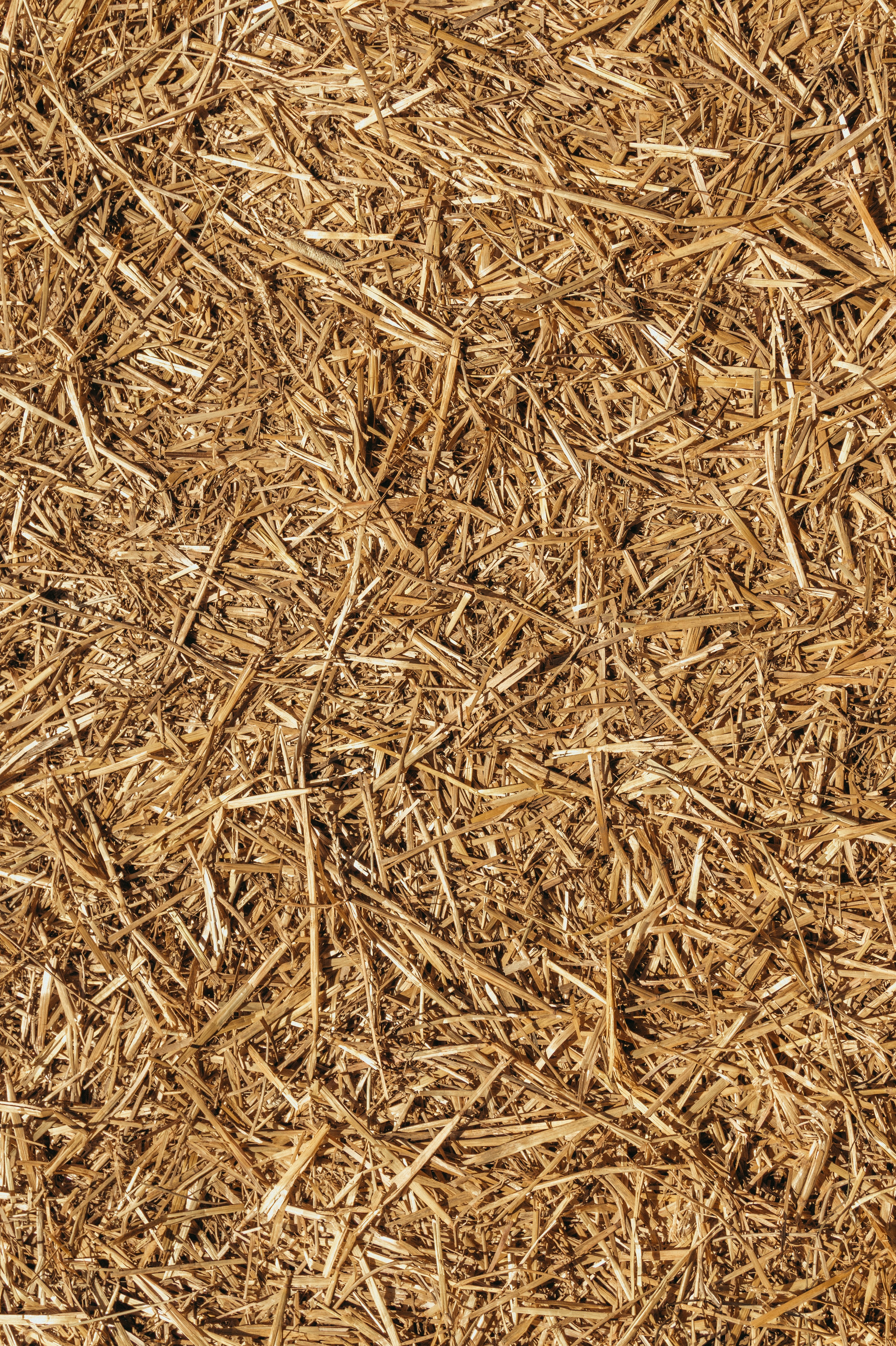 Sunlit Oat Straw Texture: A Close-Up Canvas of Golden Fibers