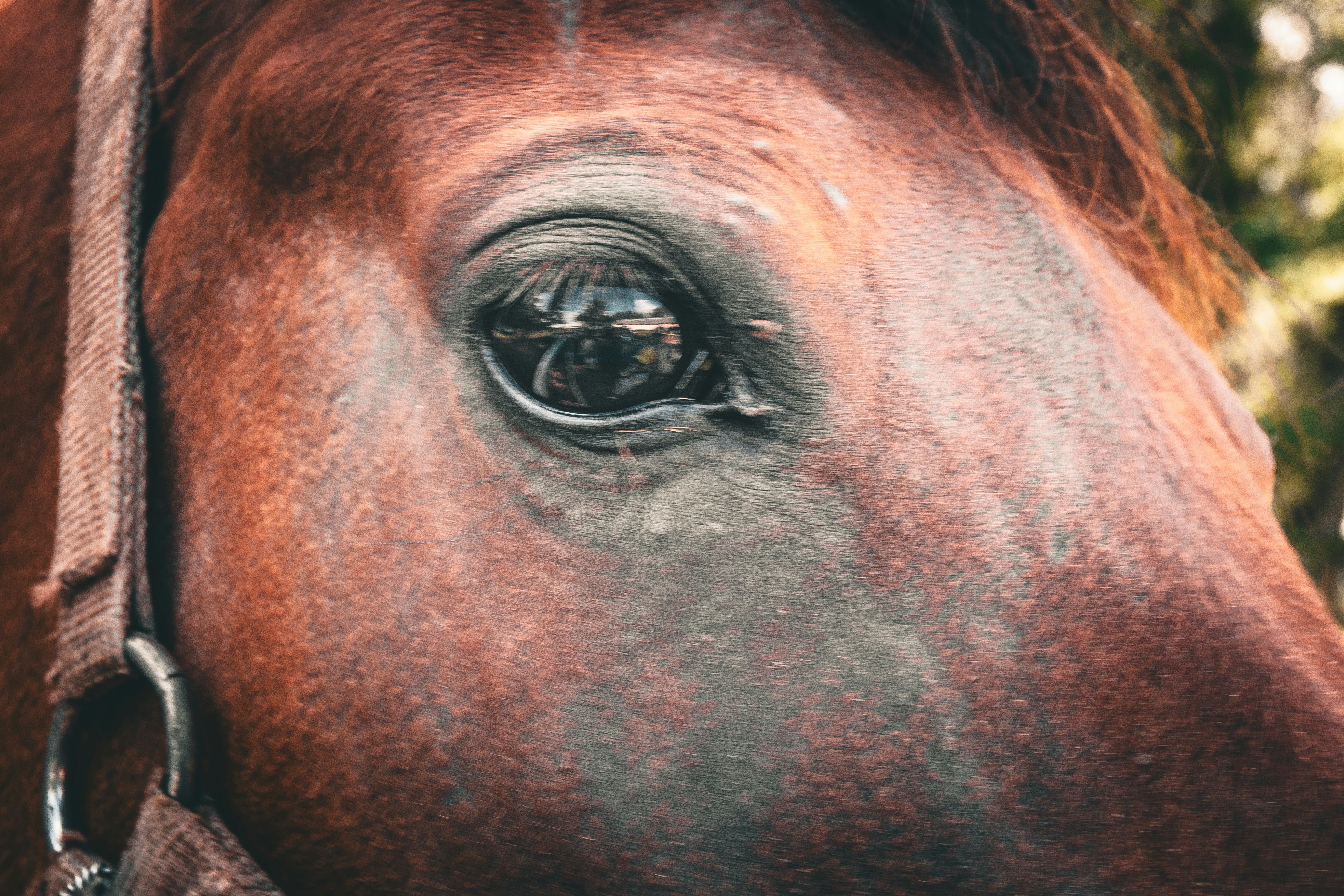 Close-up of a horse's eye: quiet gaze through a textured coat