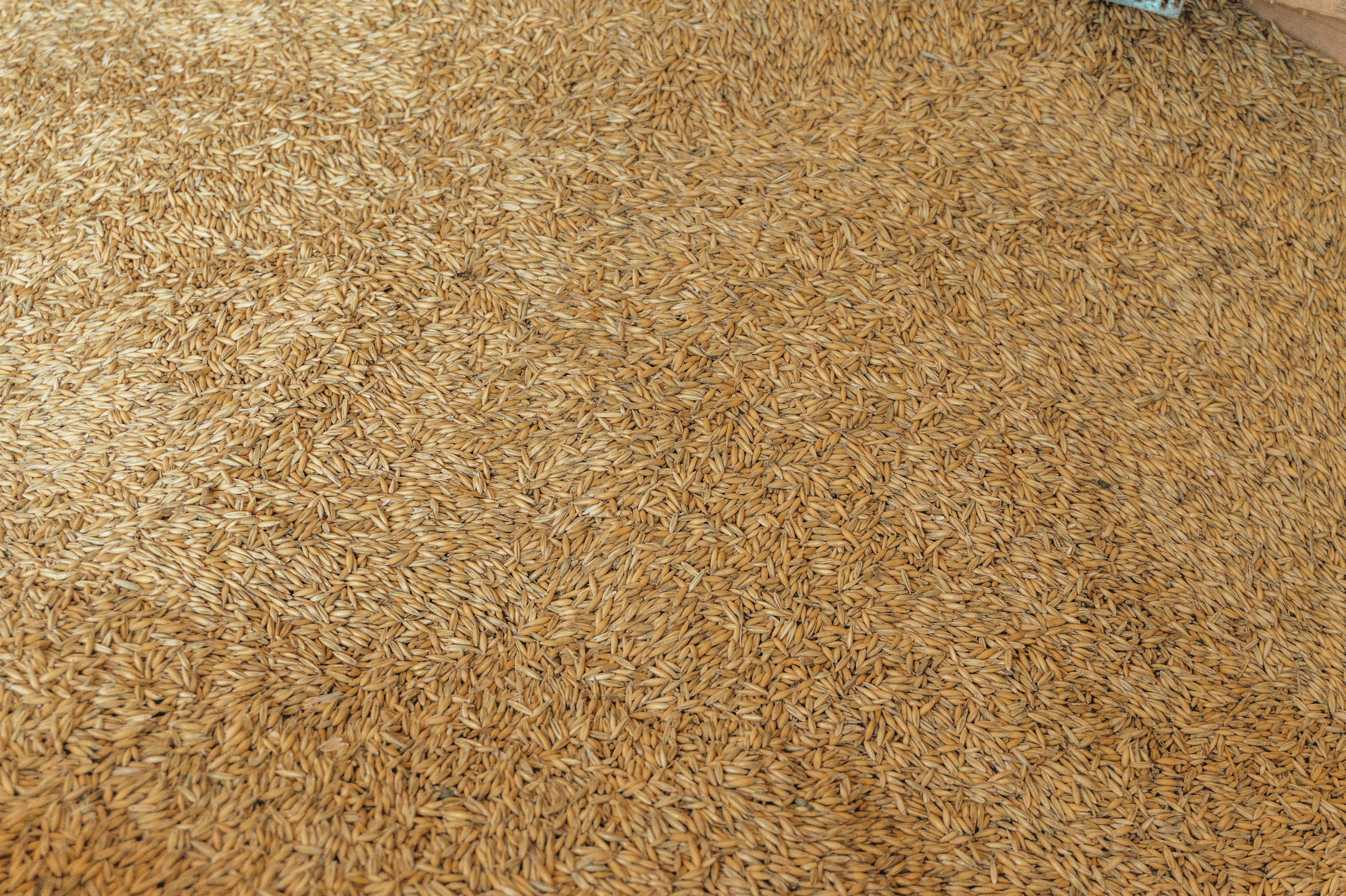 Golden Scatter: A Sea of Utterly Small Grains