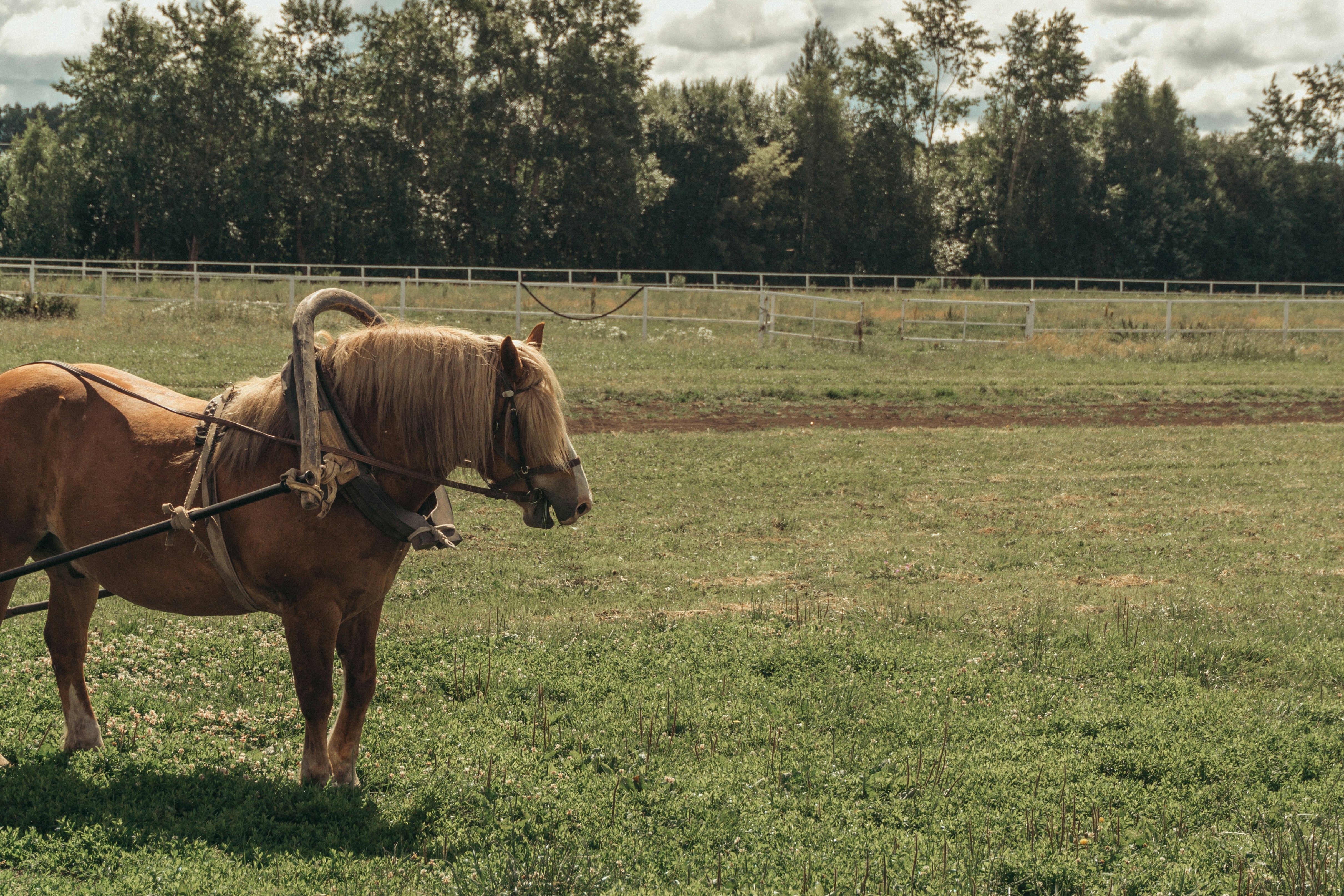 Pasture Pair: A Saddled Horse Beneath Overcast Skies