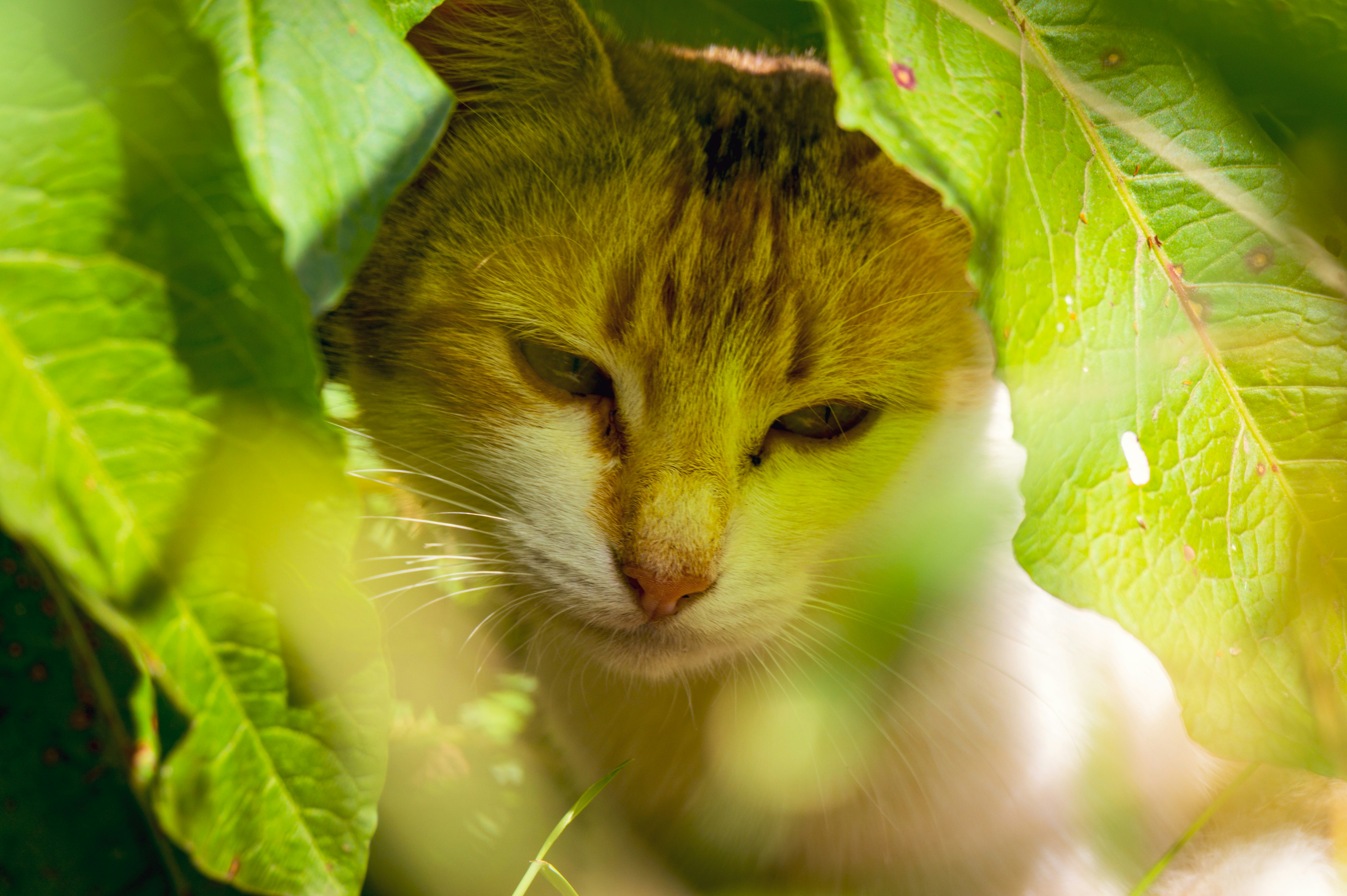 Hidden Cat in a Green Canopy
