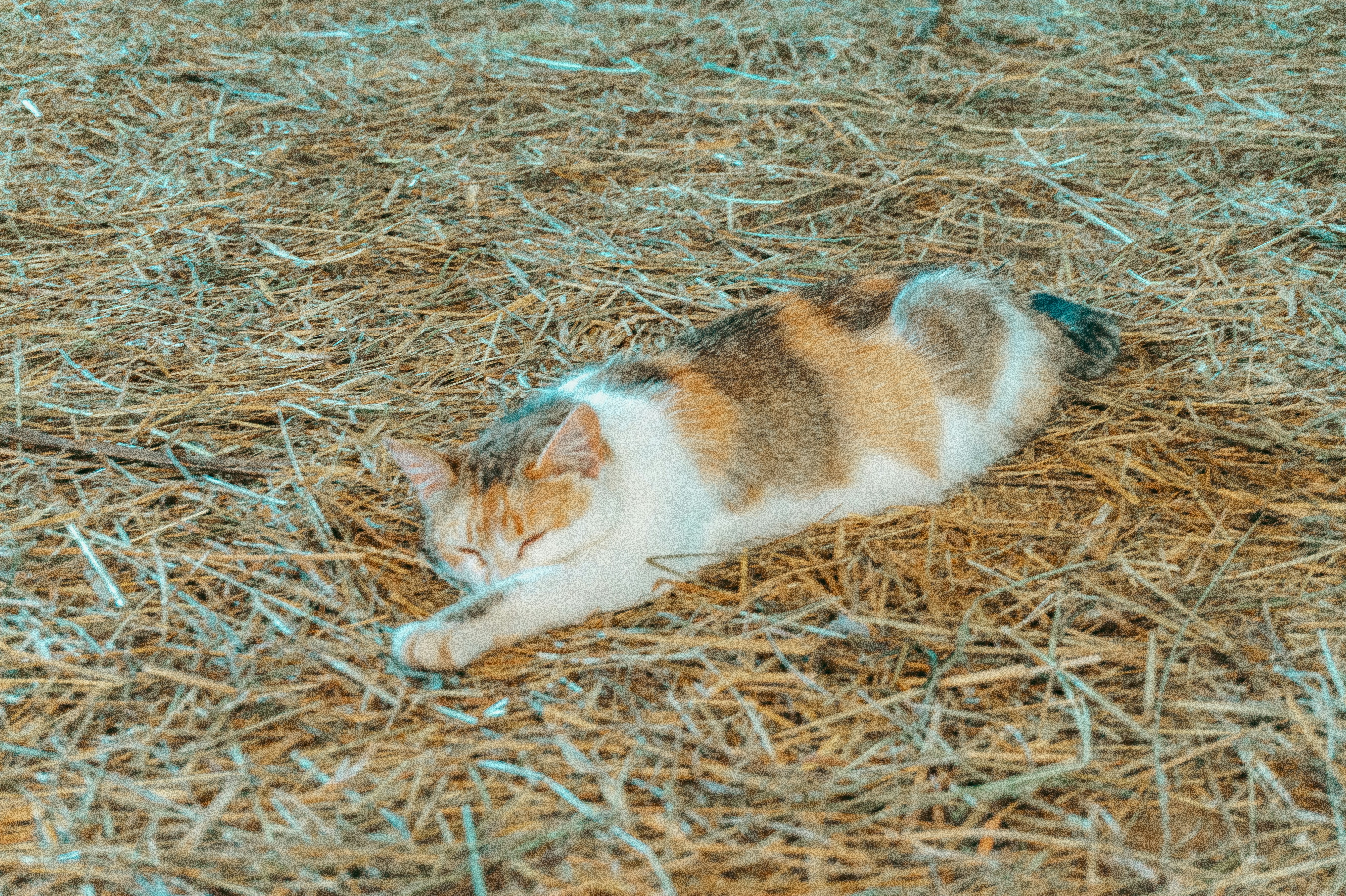 Calico cat sleeping on a bed of dried hay