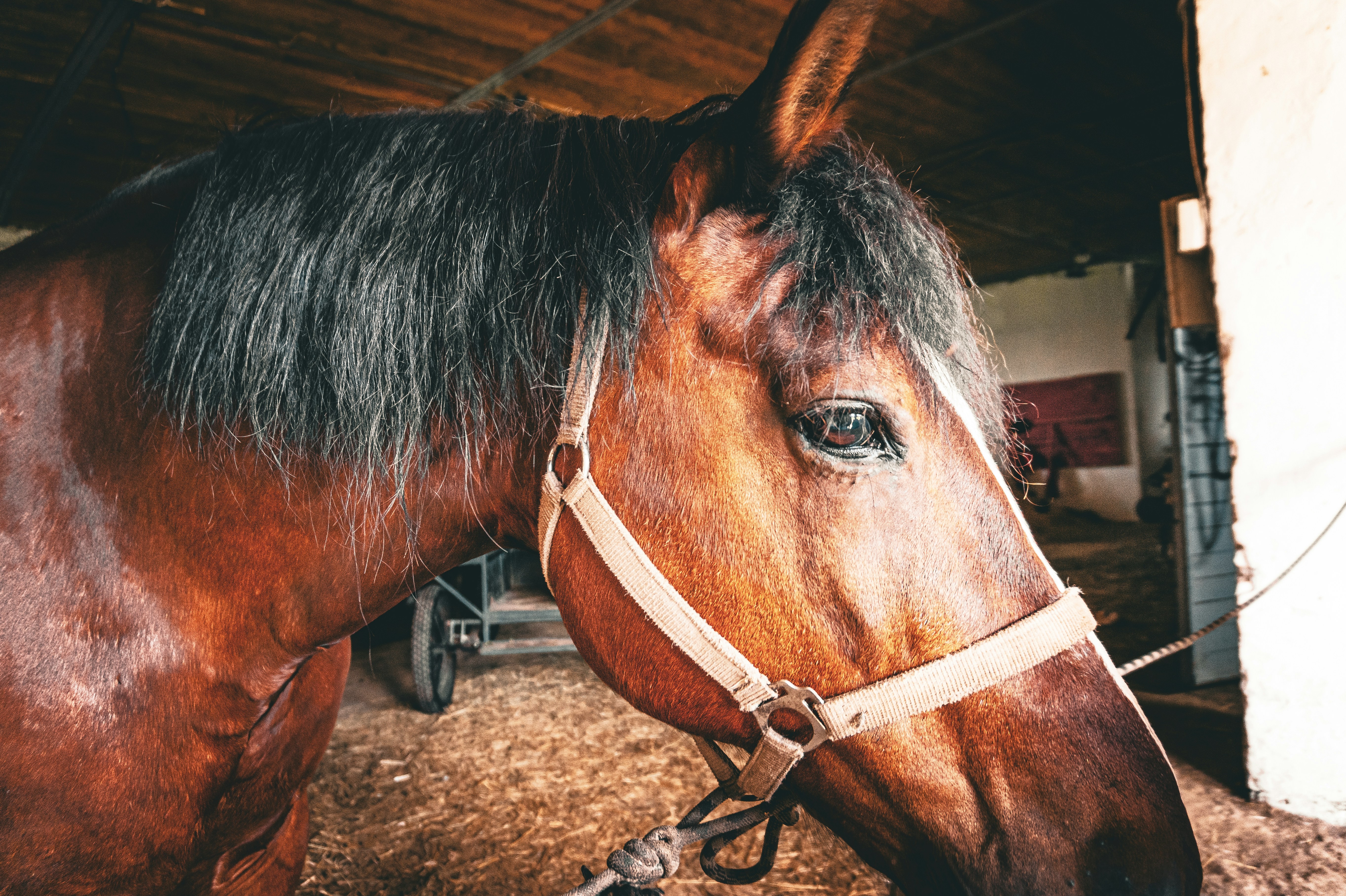 Close-up of a tethered horse: quiet barn light on a chestnut muzzle
