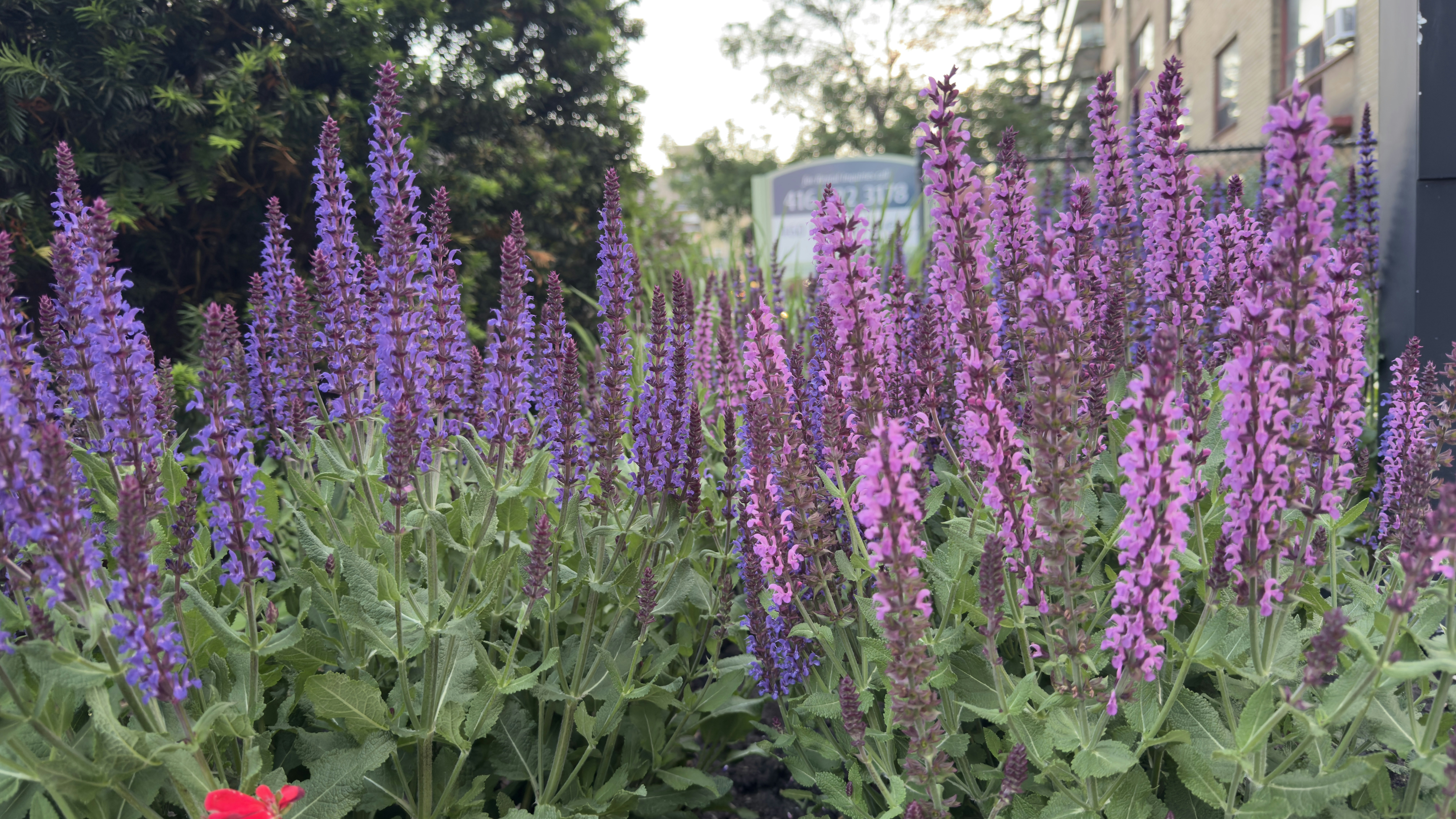 Lavender flowers line a city street, creating a purple hedge with urban buildings and a bus stop peeking through in the background.