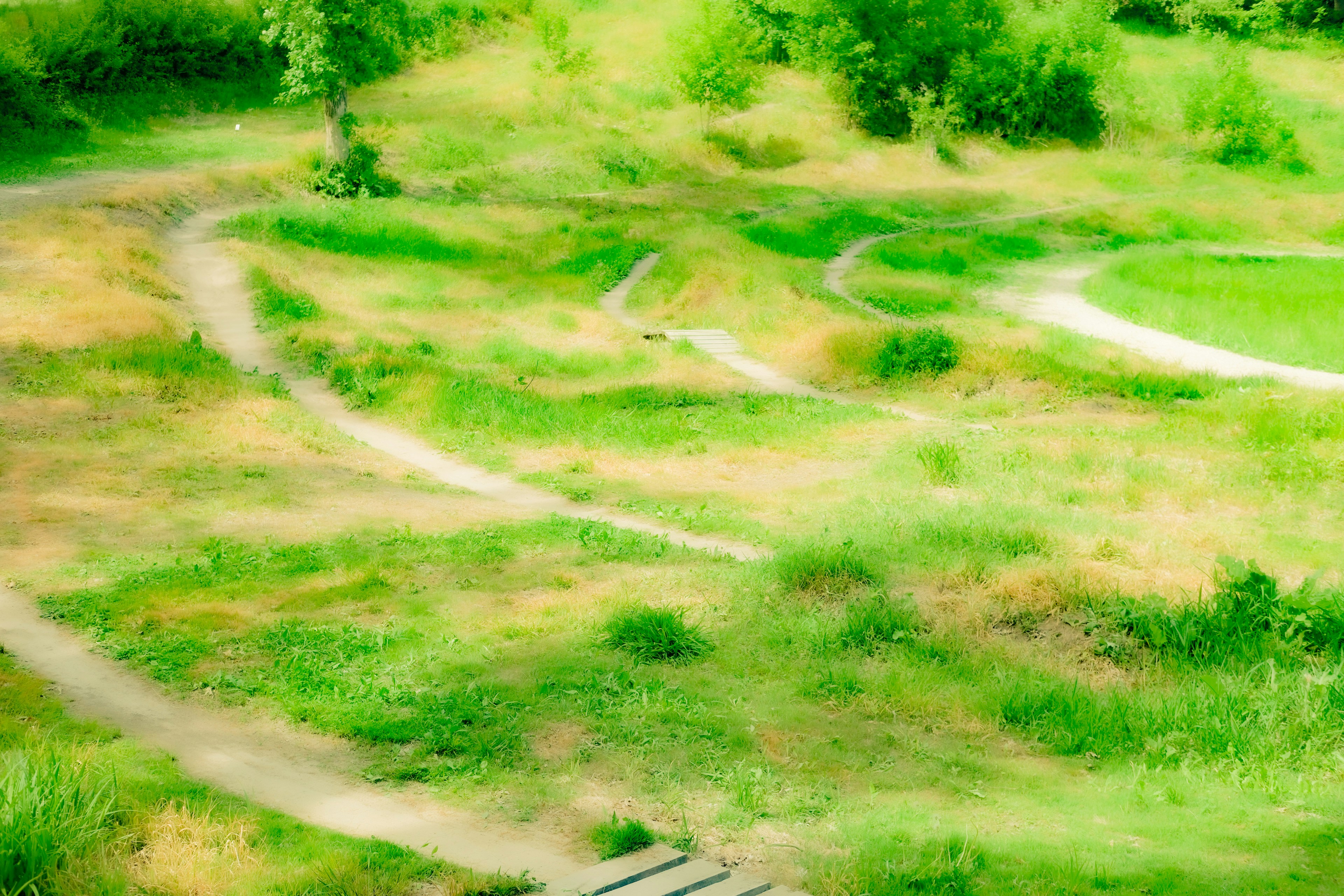 Tangled Dirt Trails through a Quiet Green Field