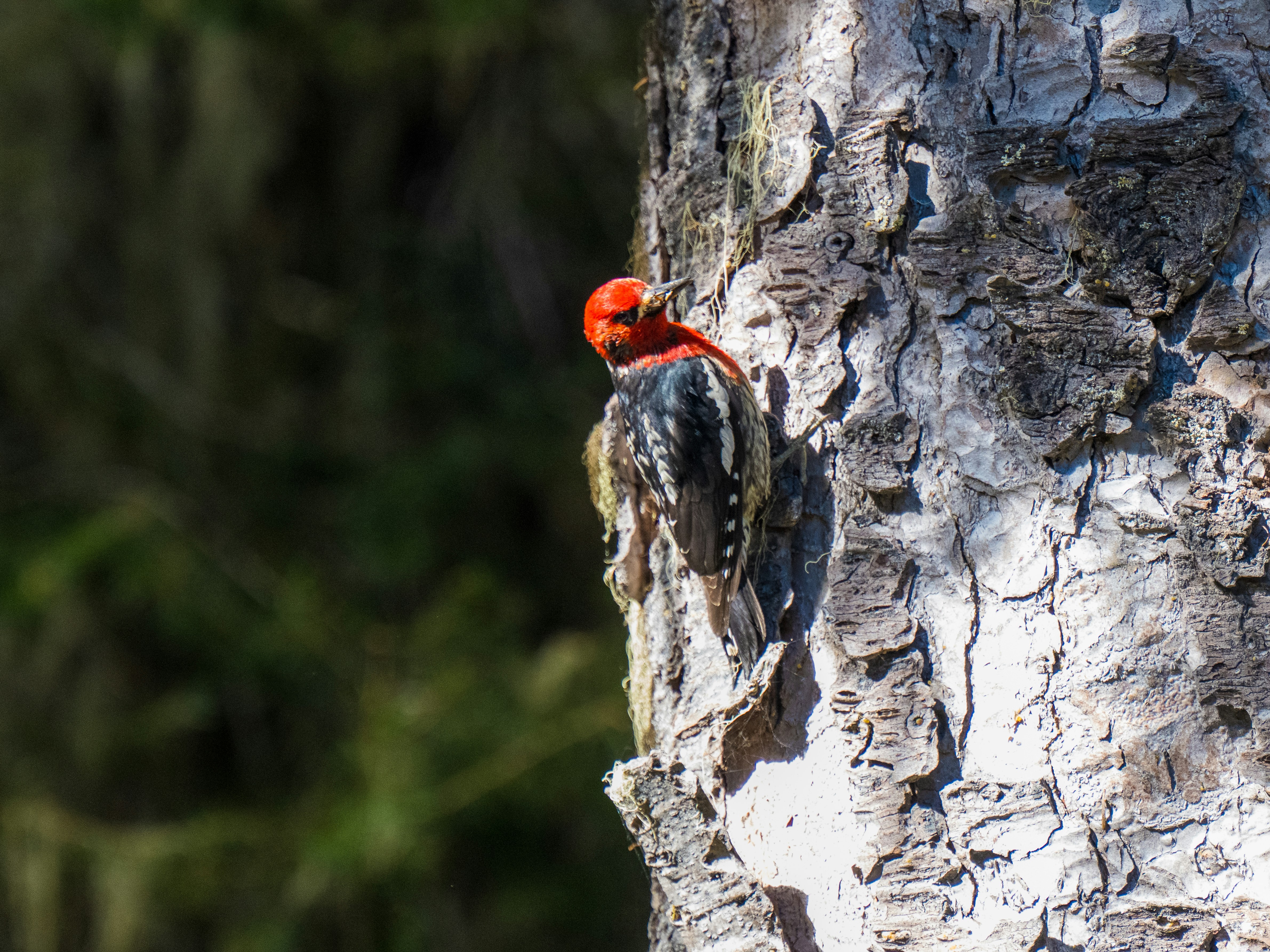 Crimson Woodpecker Adrift on a Sunlit Bark