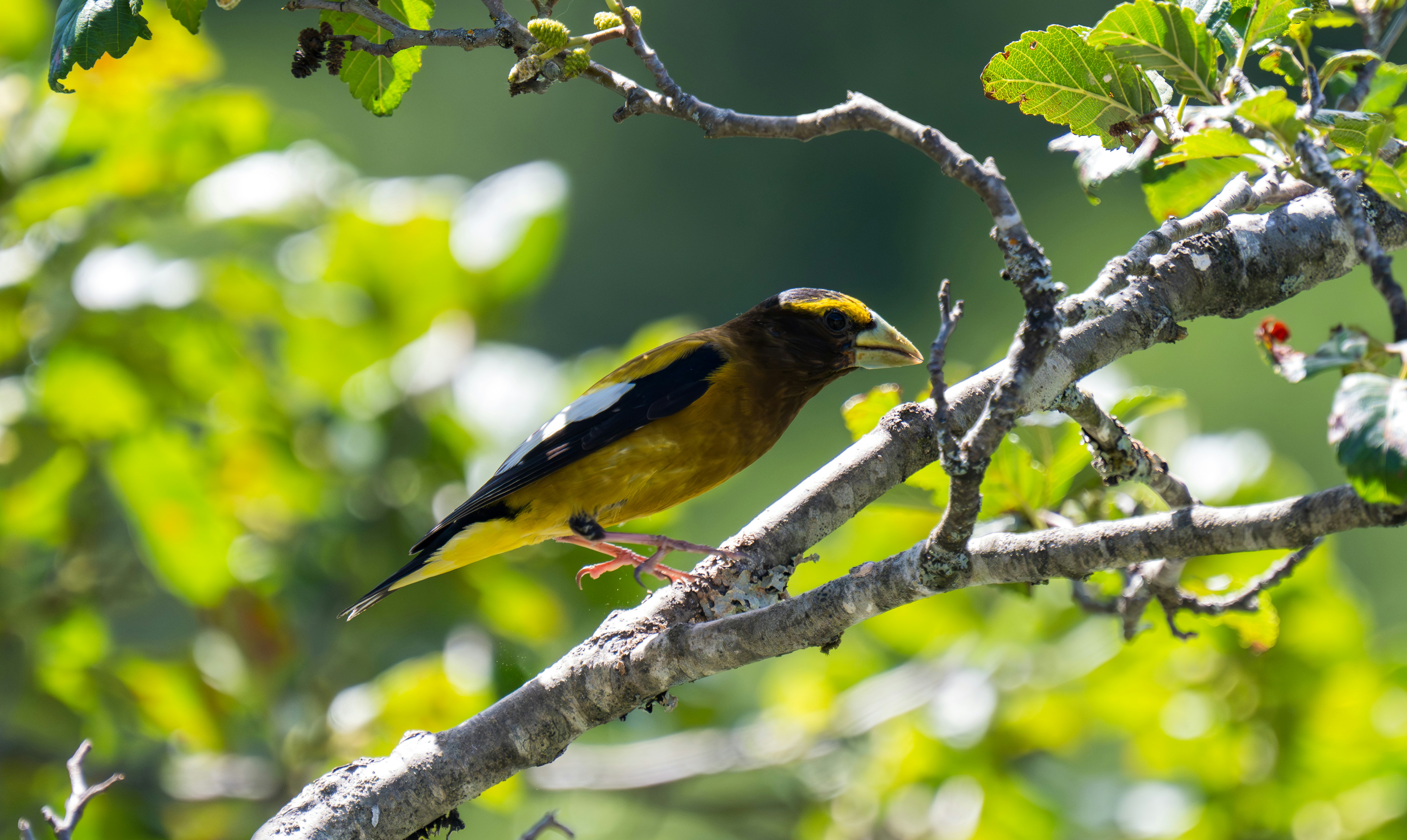 Golden-shouldered Warbler perching through sunlit canopy