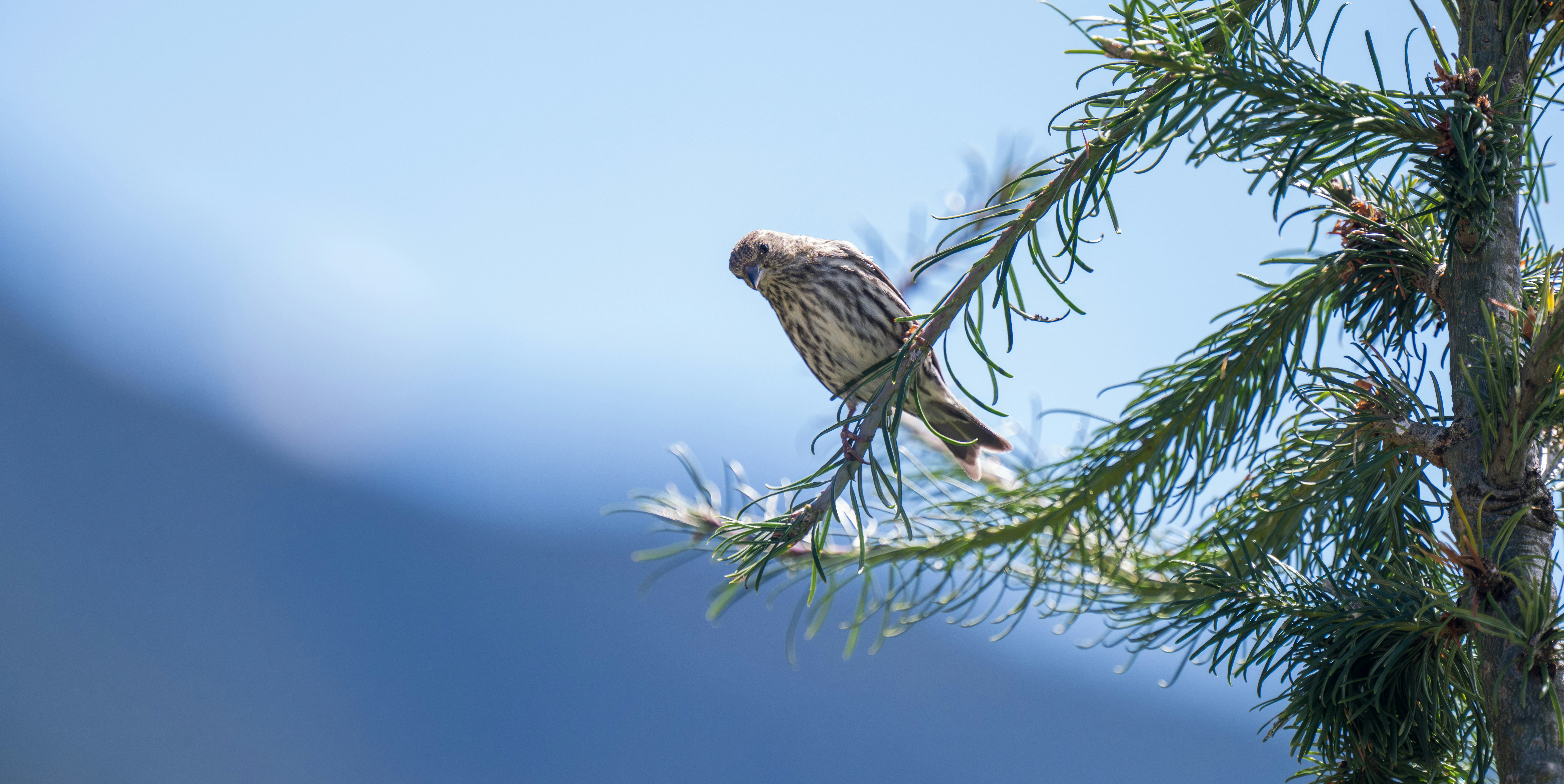 Perched in Silence: A Small Songbird on Pine Bough