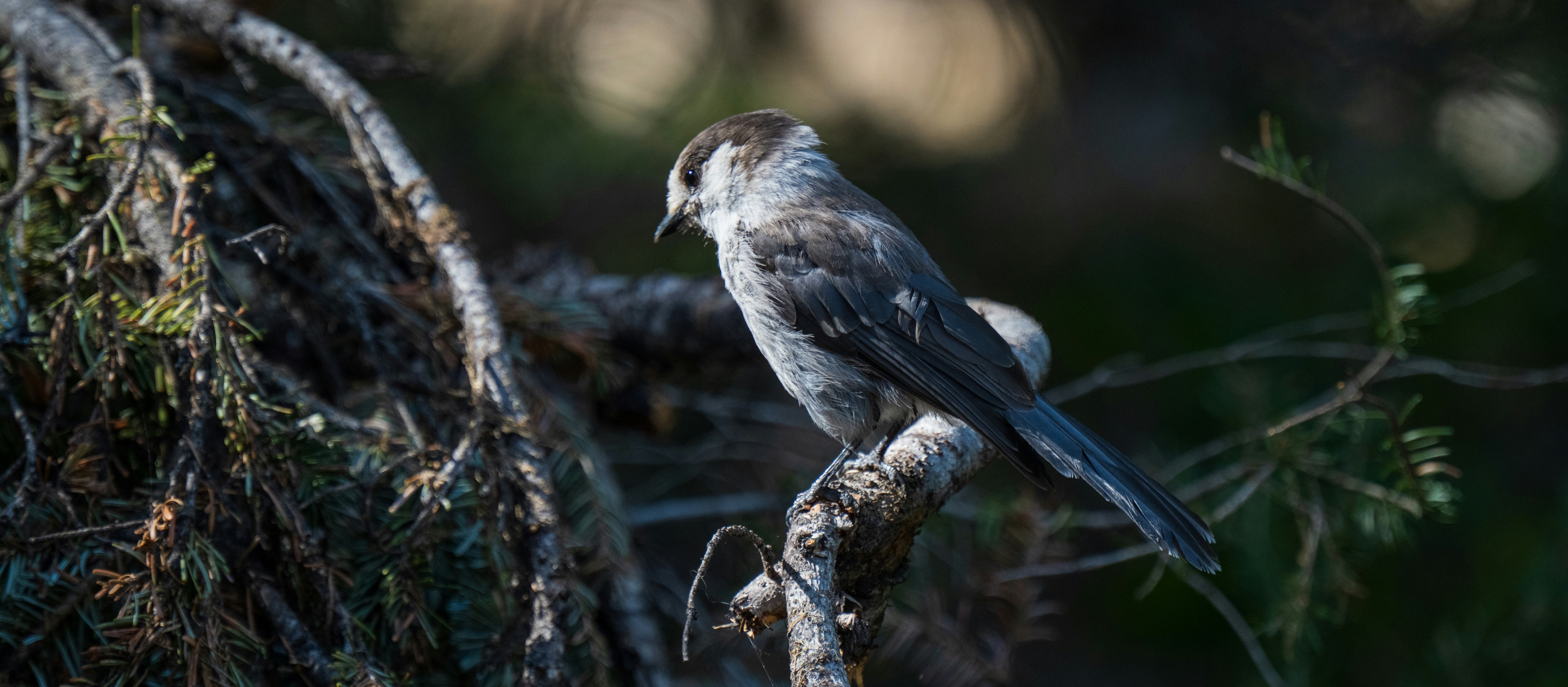 Grey-Blue Perch: A Songbird in Dappled Pines