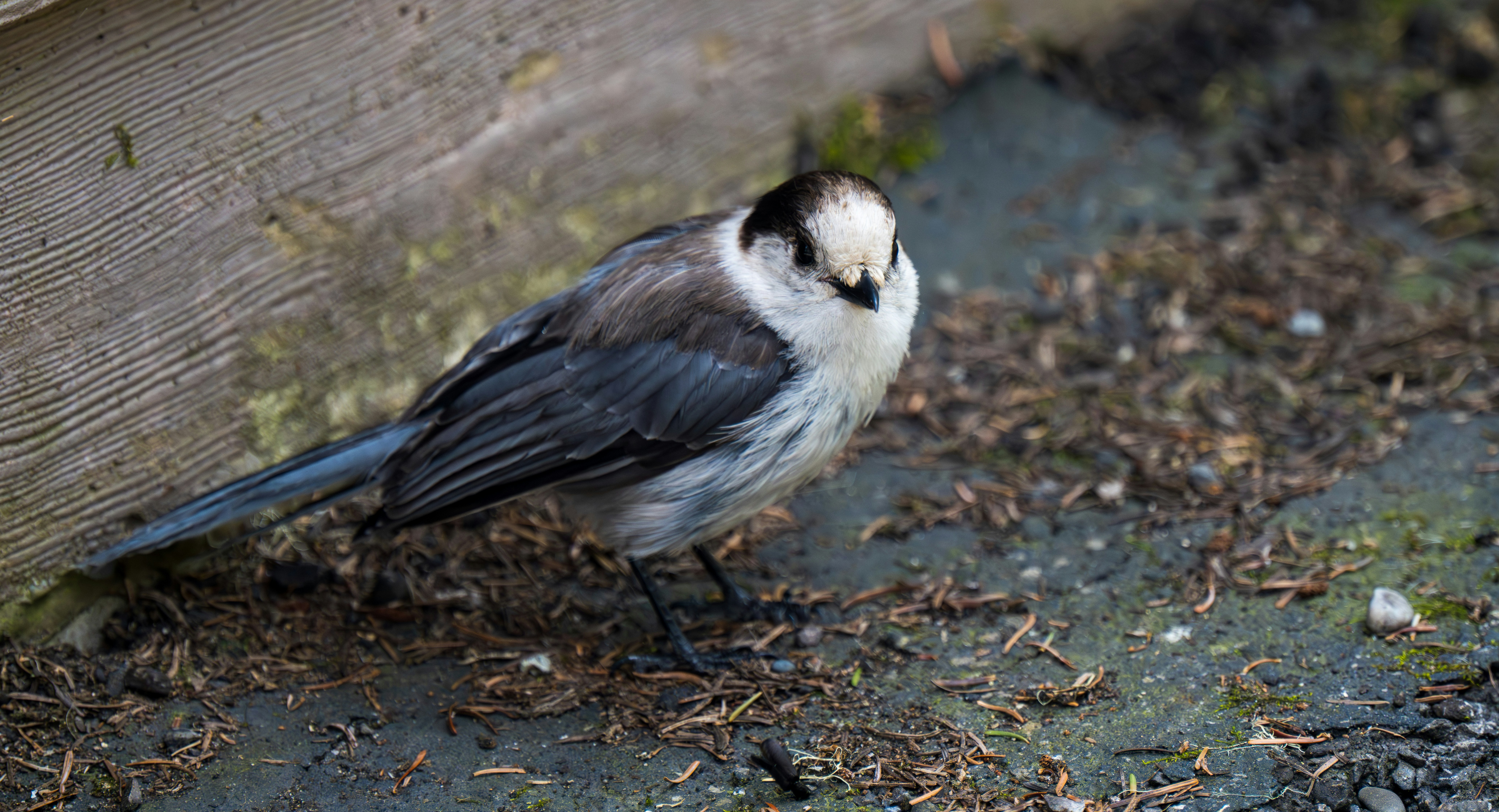 Sparrow on the Threshold: Quiet Grounded Portrait