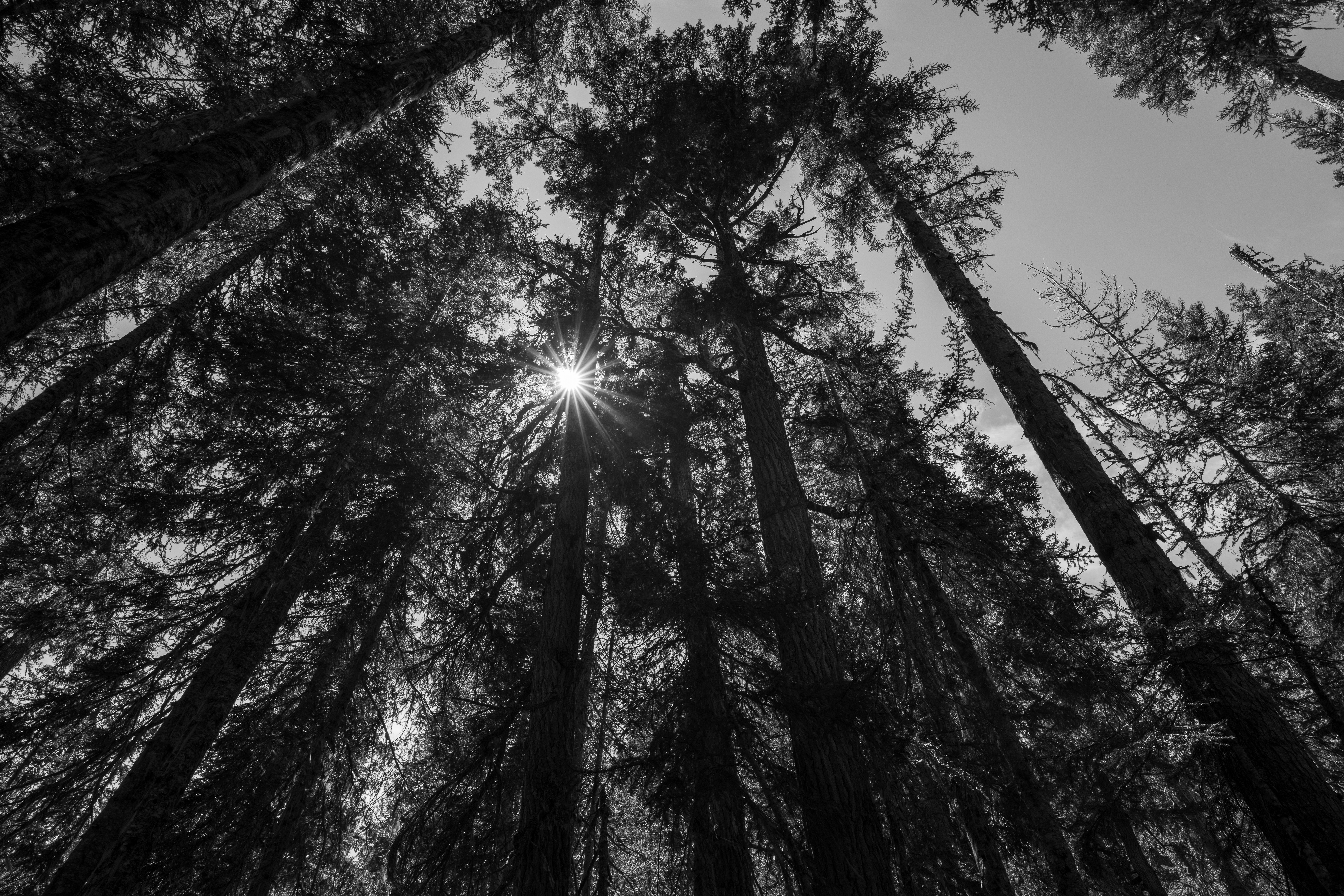Sunburst Through the Pines: A Black-and-White Forest Portrait