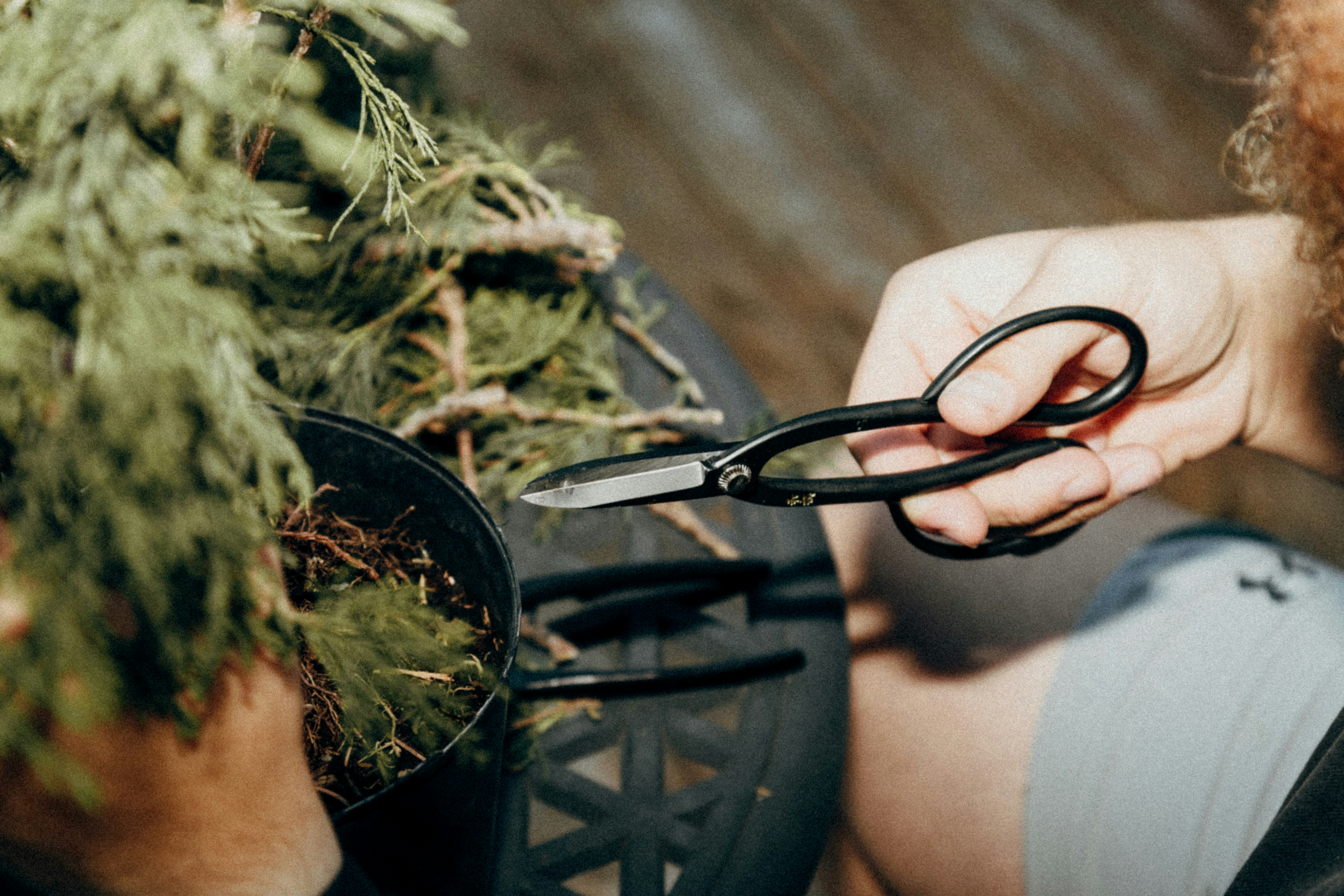Precision Cut: Scissors Hover Over a Plant in a DIY Trimming Moment