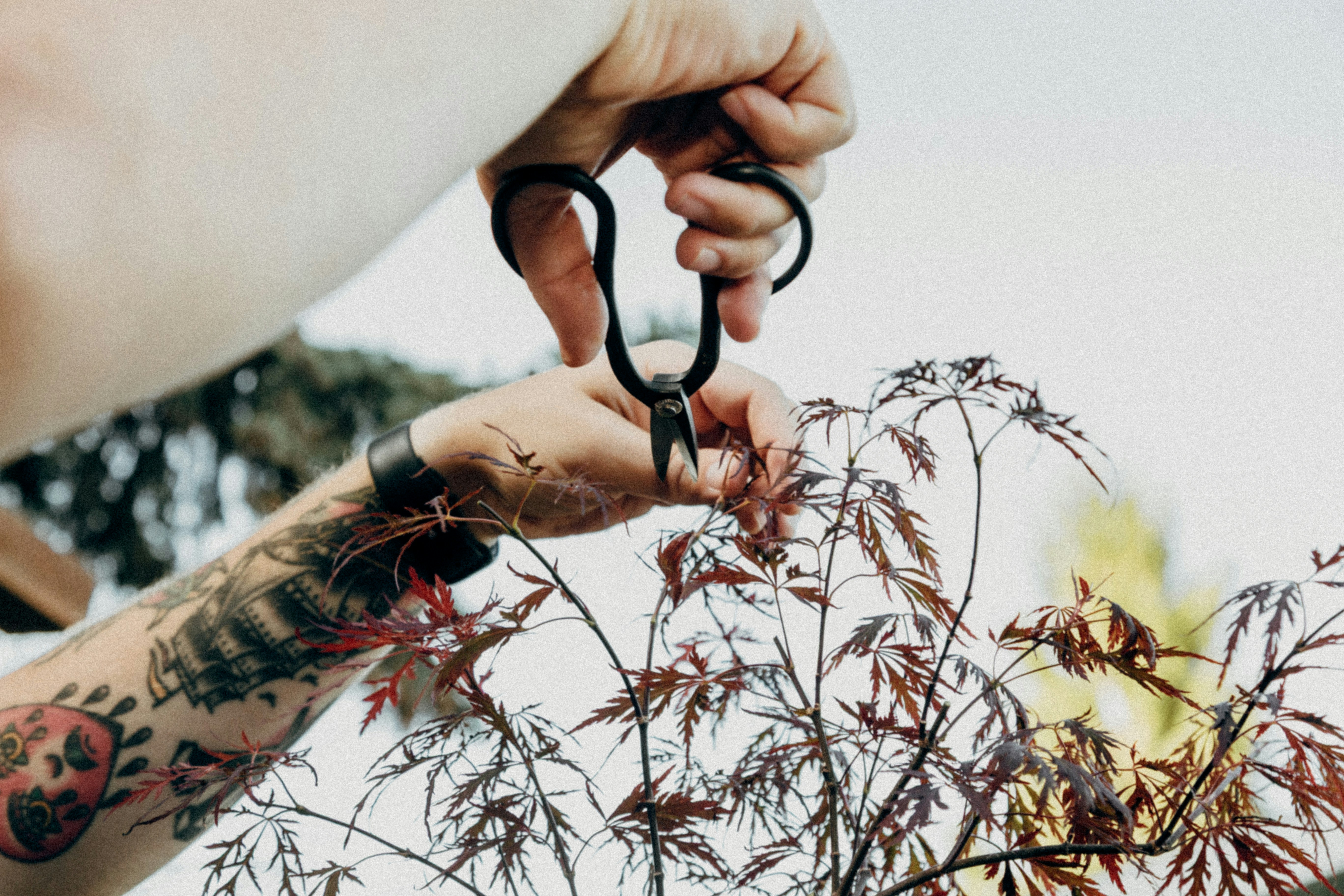 Precision in Bloom: Scissors Meet Maple Fronds