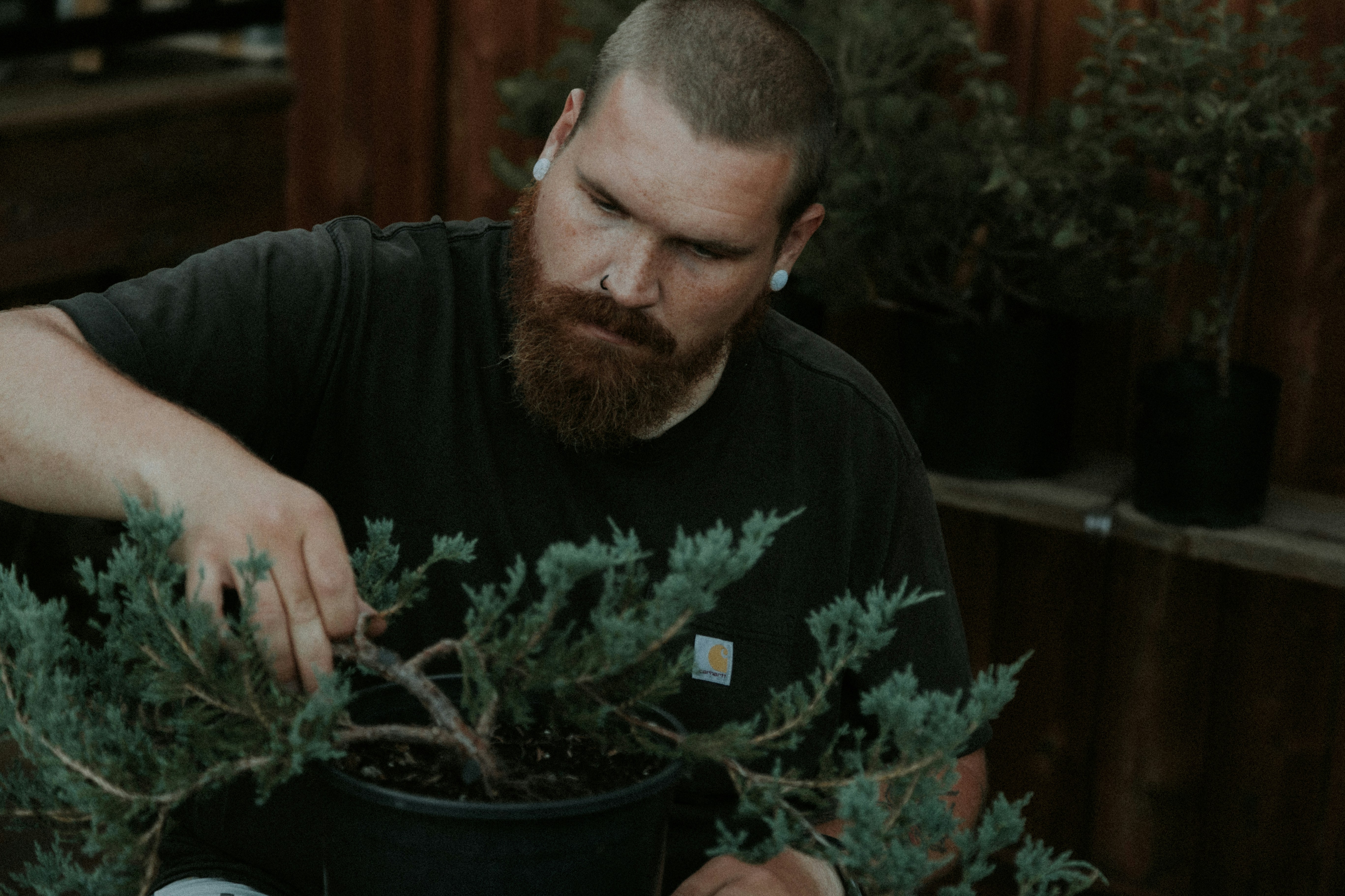 Gardener at Work: Pruning a Bonsai in Low Light
