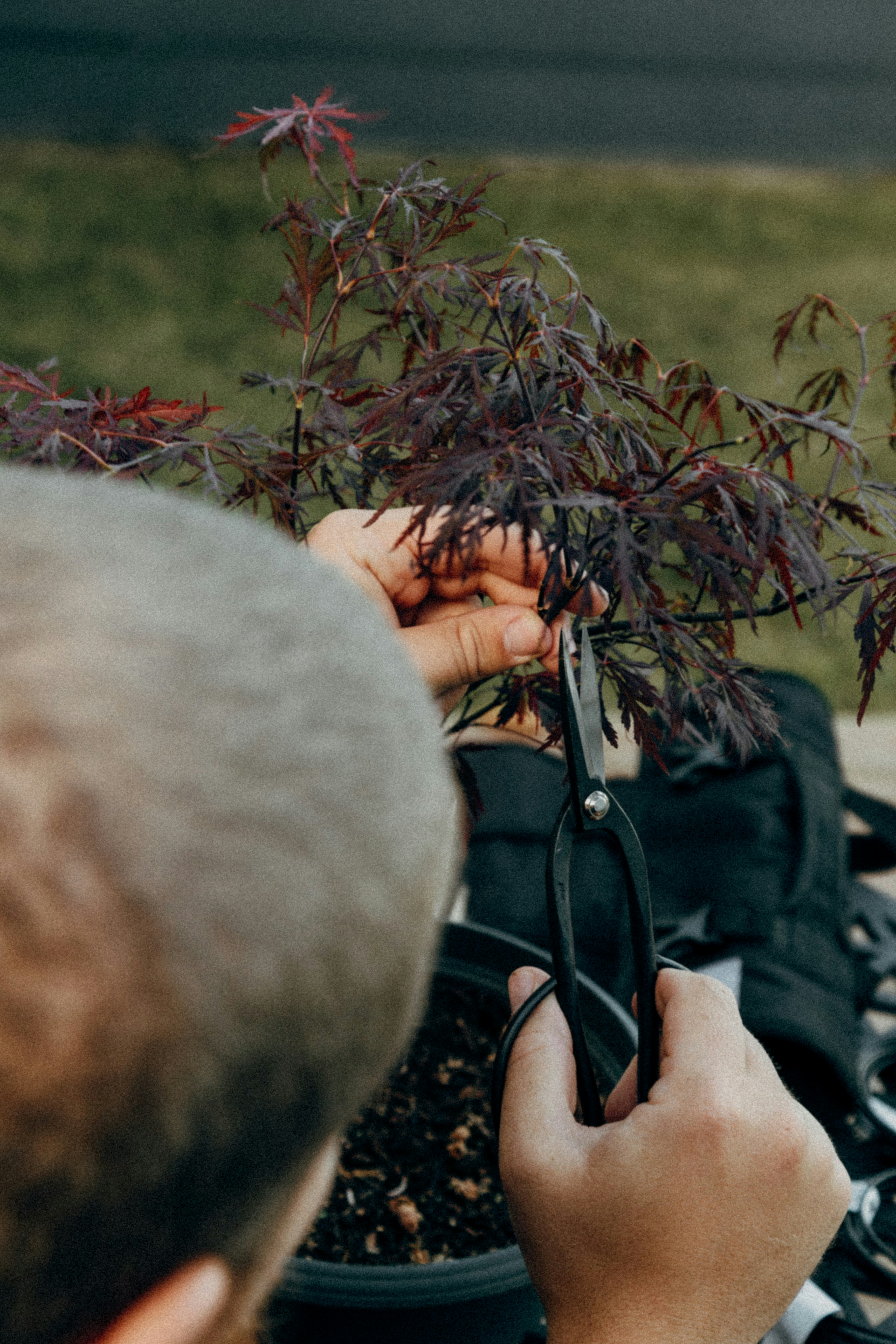 Giant Scissors at the Ready: Pruning a Japanese Maple