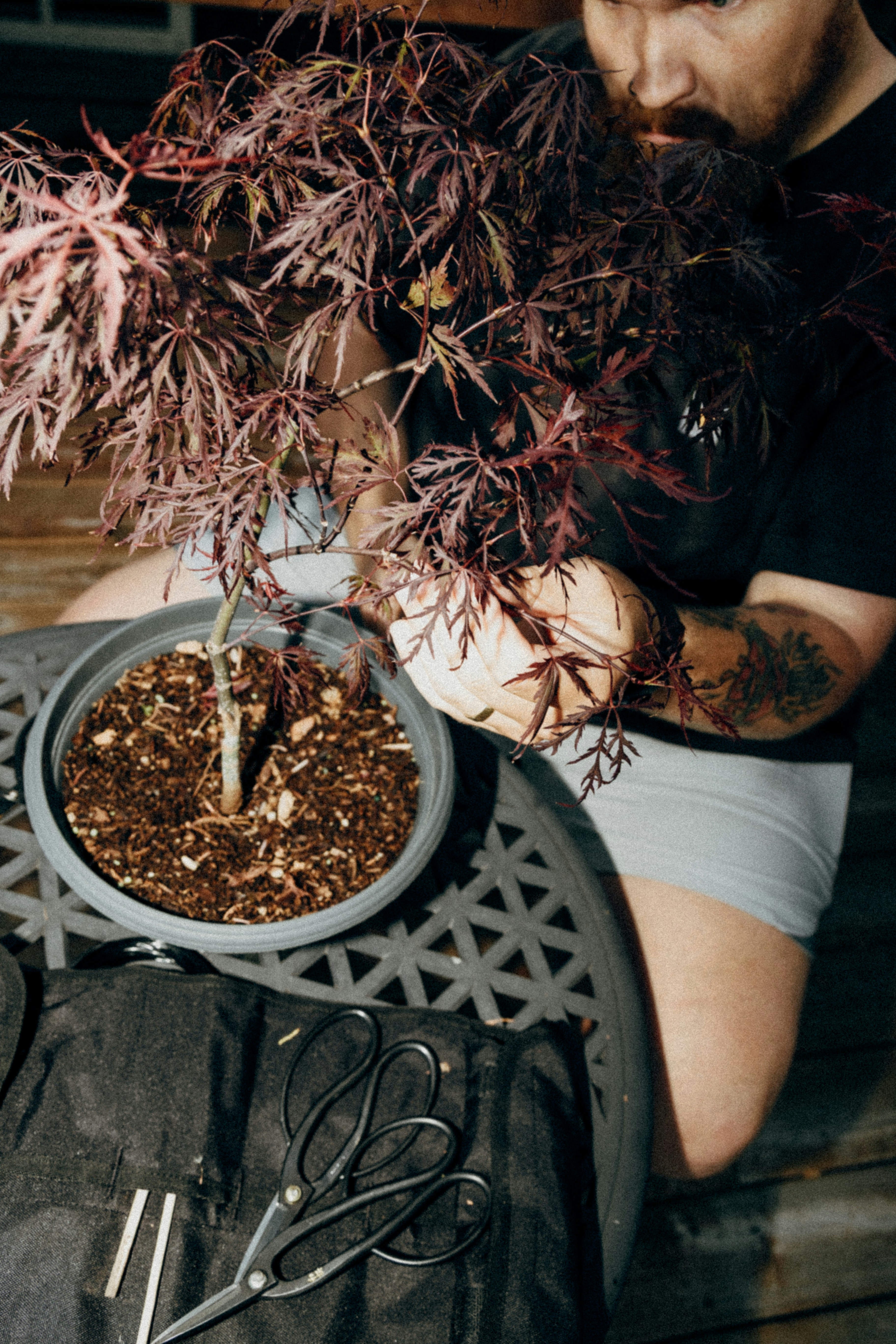 Overhanging Japanese Maple: Hands, Scissors, and Soil