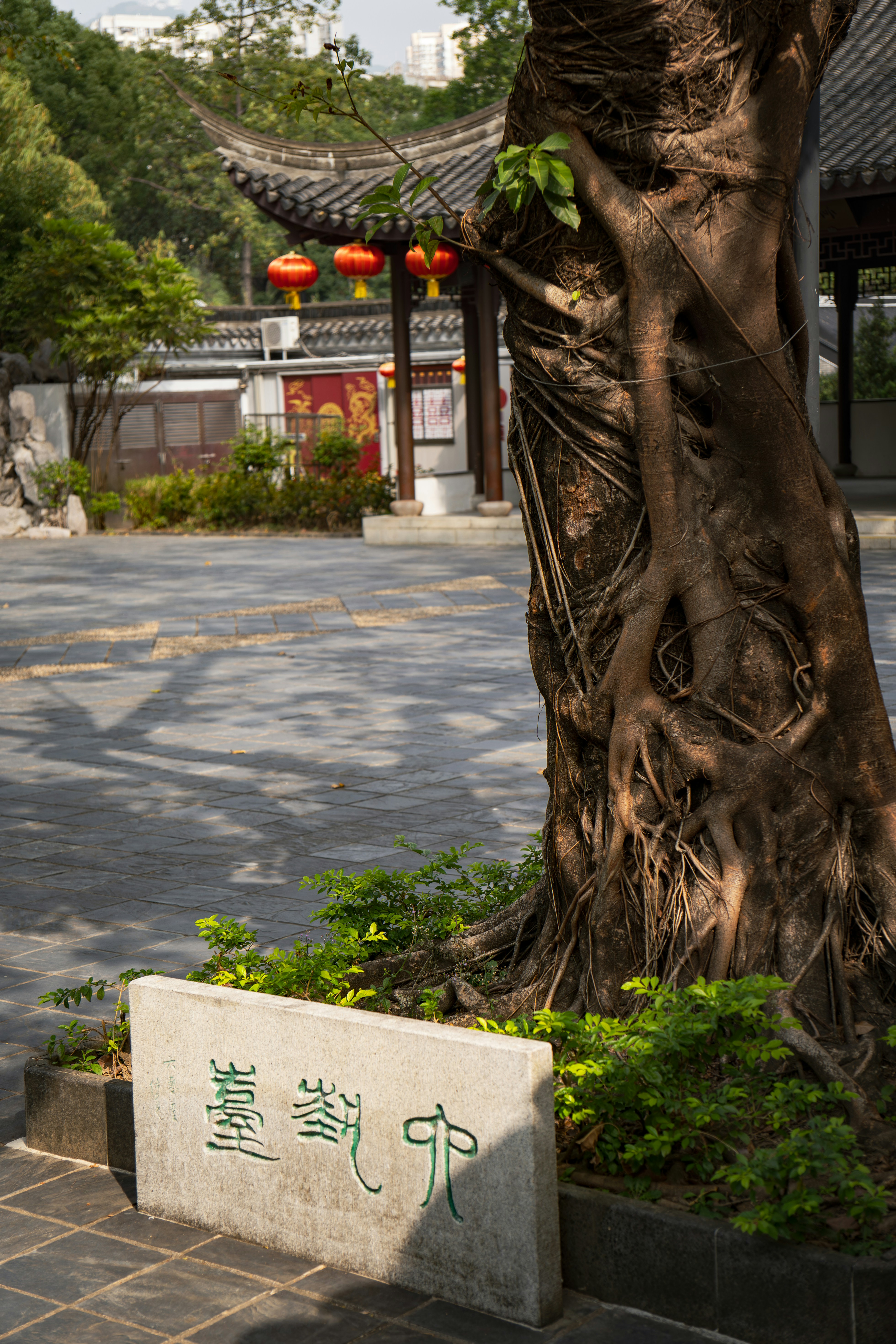 Ancient Tree and Red Lanterns Framing a Temple Courtyard