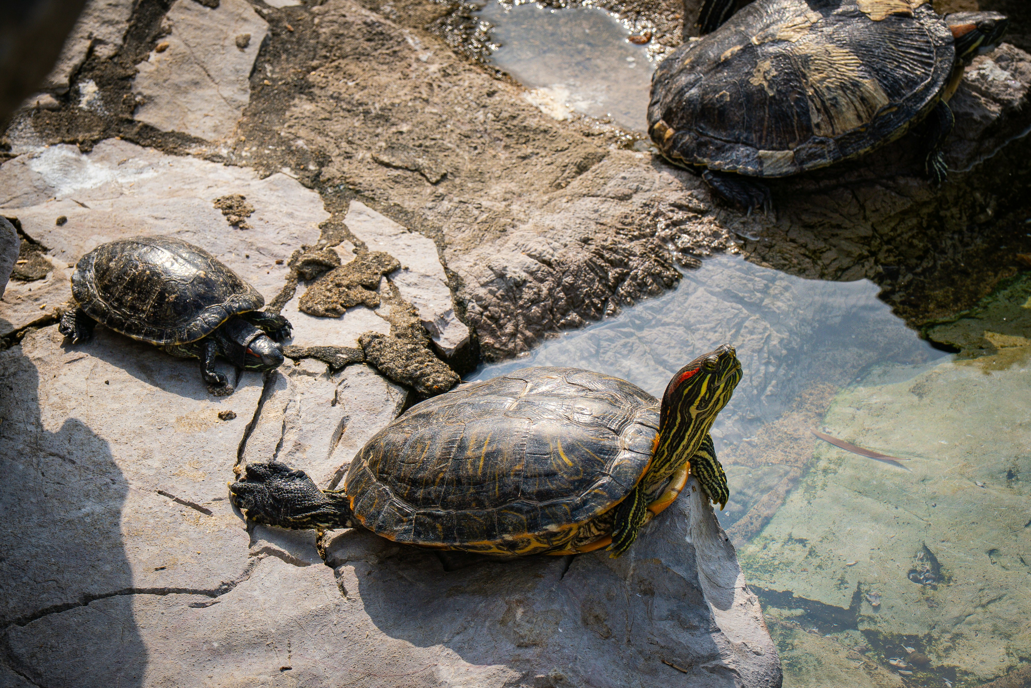 Turtle Parade on Sunlit Slab