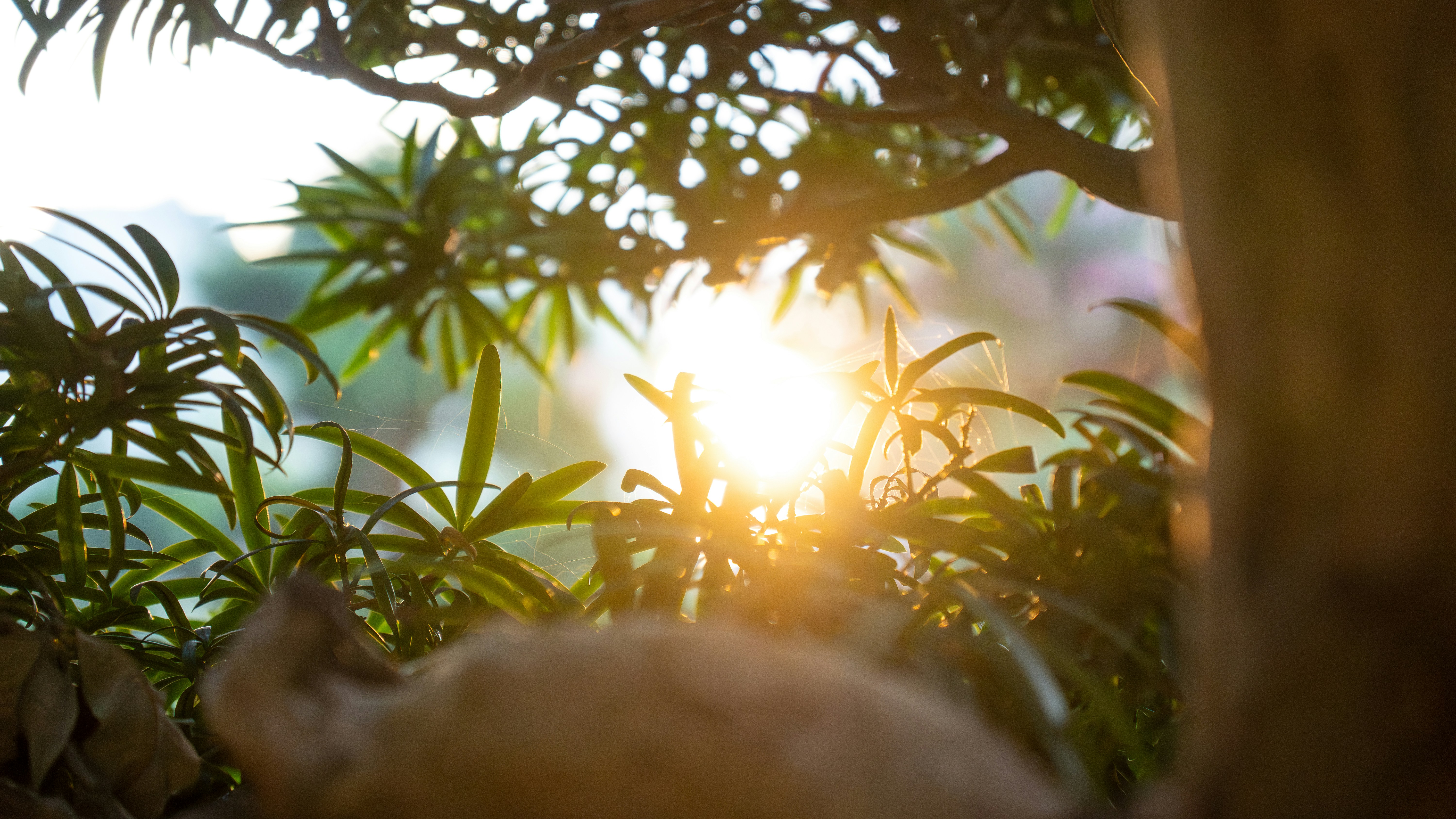Sunburst Through Foliage: A Quiet Dawn Overgrowth