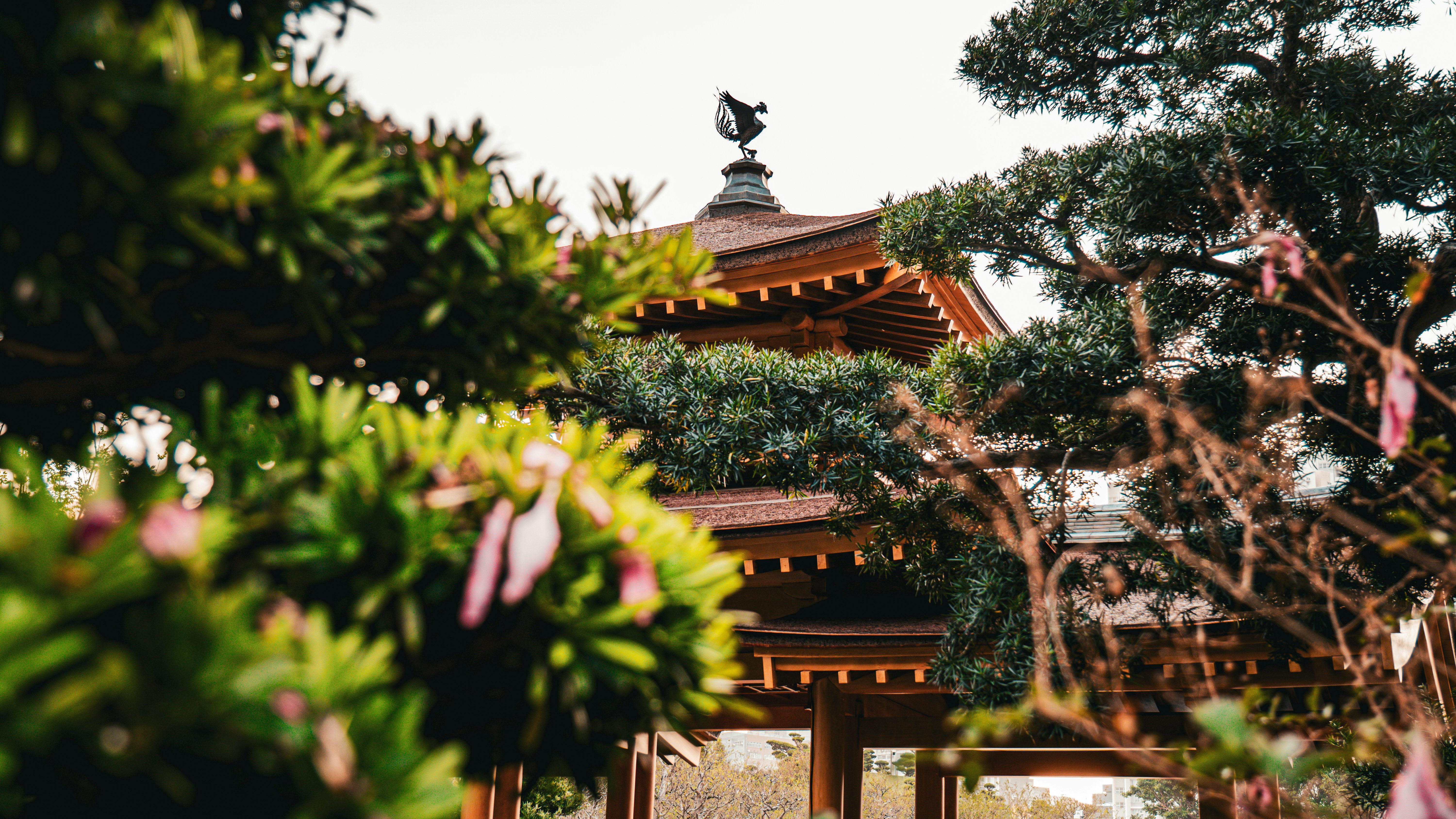Temple Roof Emerging Through Verdant Frame
