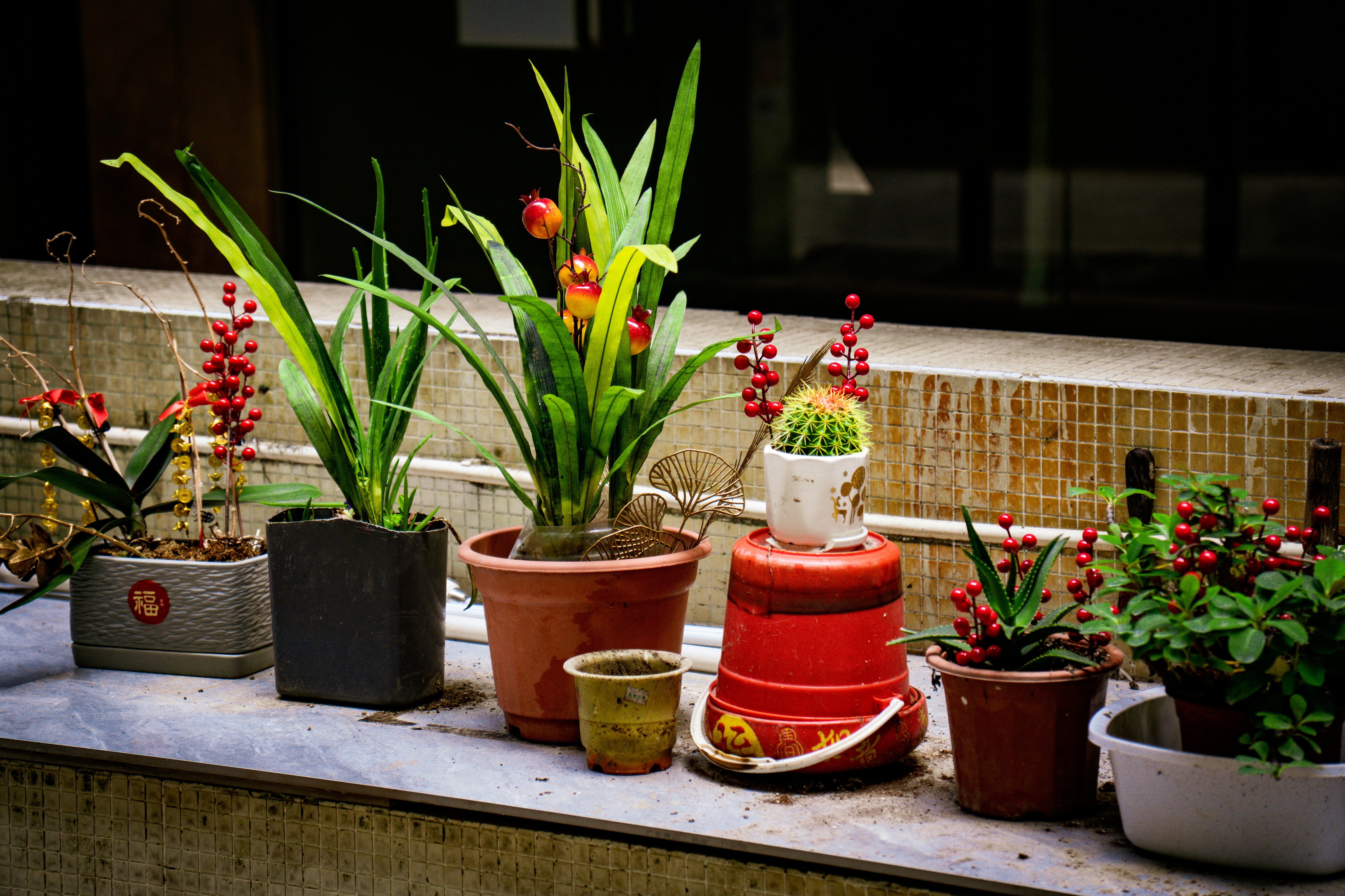 Verdant Row: A quiet courtyard of potted life