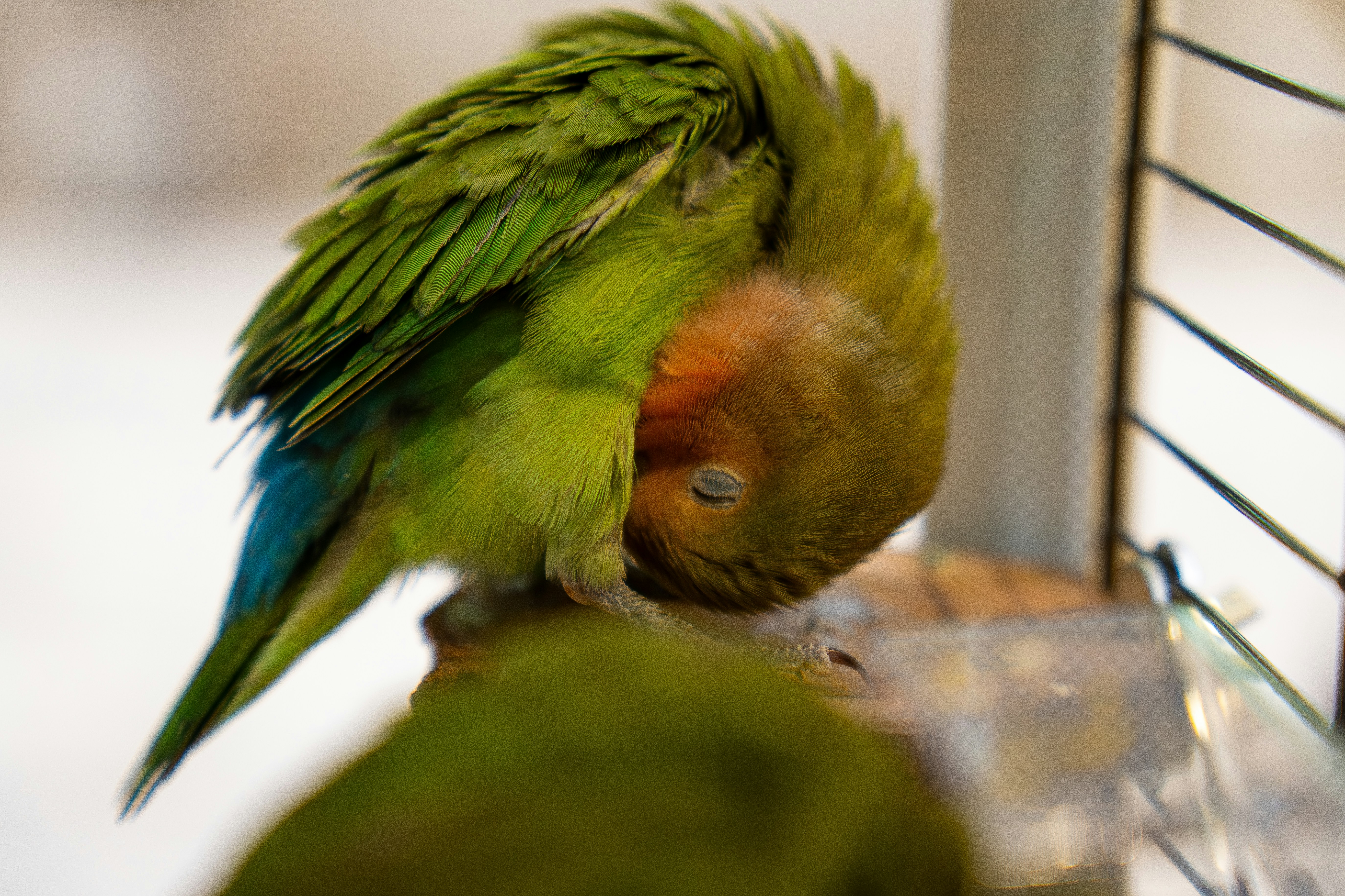 Cozy Preening Moment of a Green Popeyes Parrot