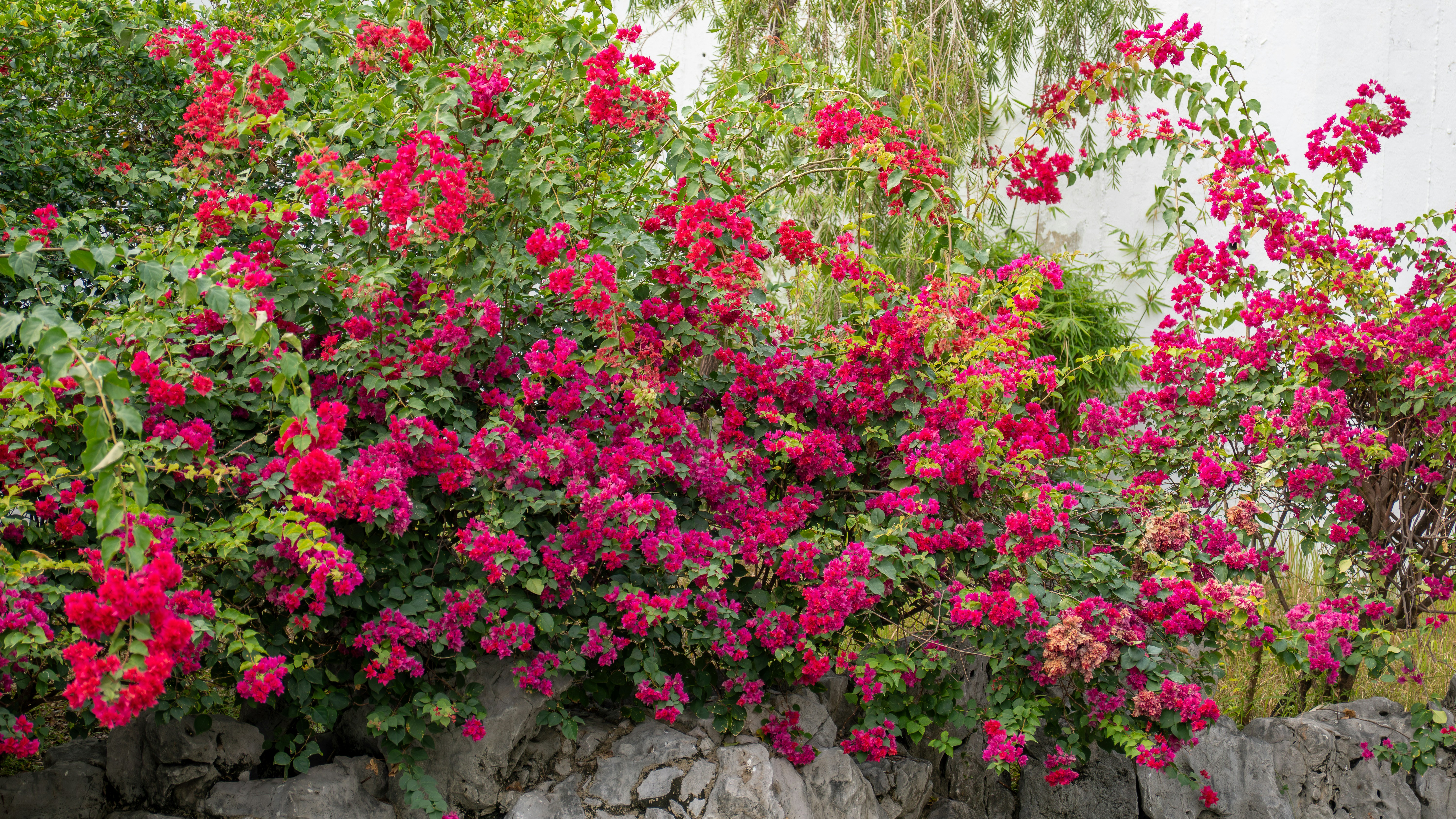 Bouquet of Crimson Blooms Against a Stone Terrace