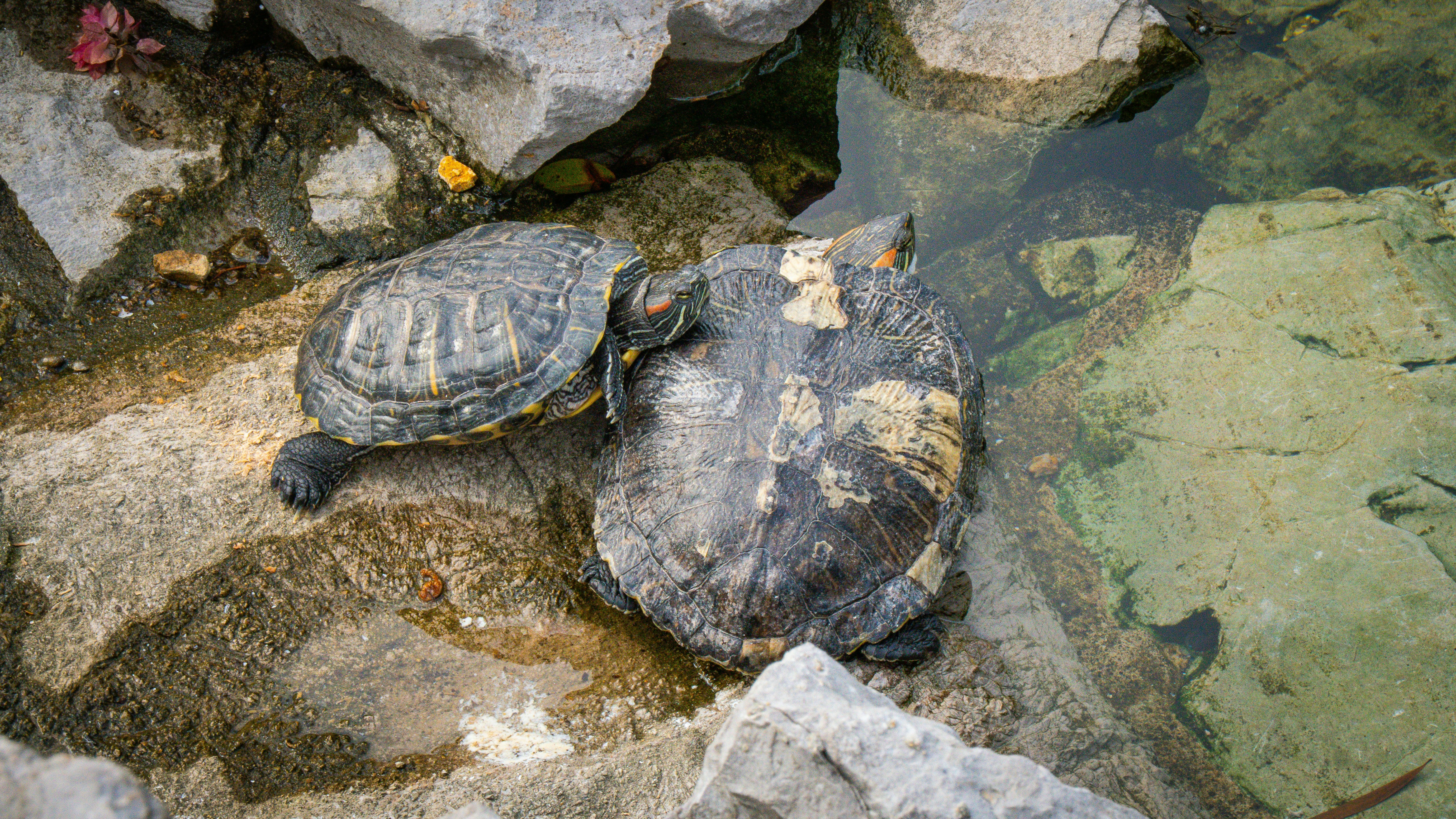 Rugged Repose: Two Turtles Rest on A Weathered Rock