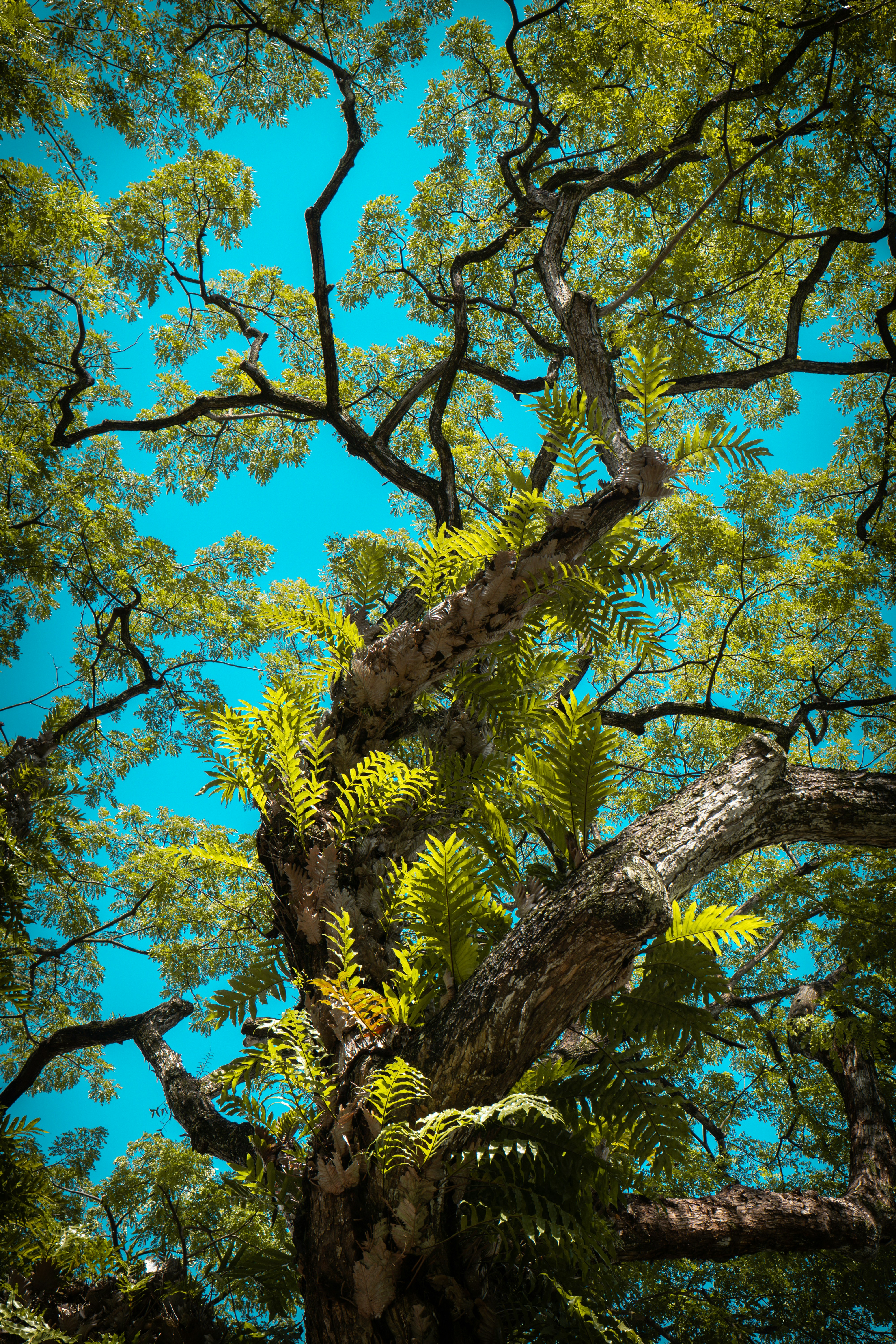 Sunlit Ferns Cling to a Towering Oak Against a Caribbean Blue Sky