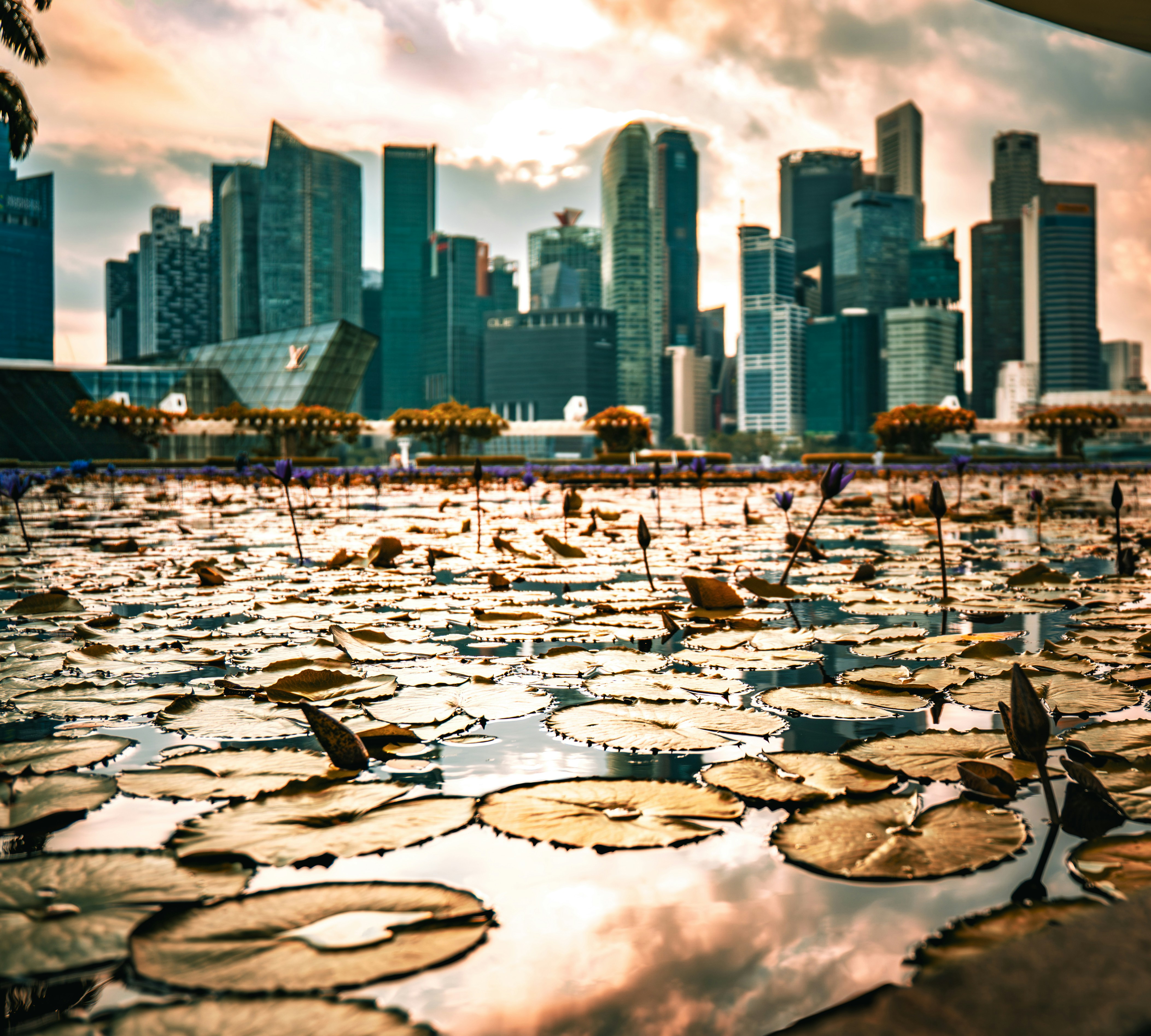 Lily Pads at the Marina: Cityscape Reflections