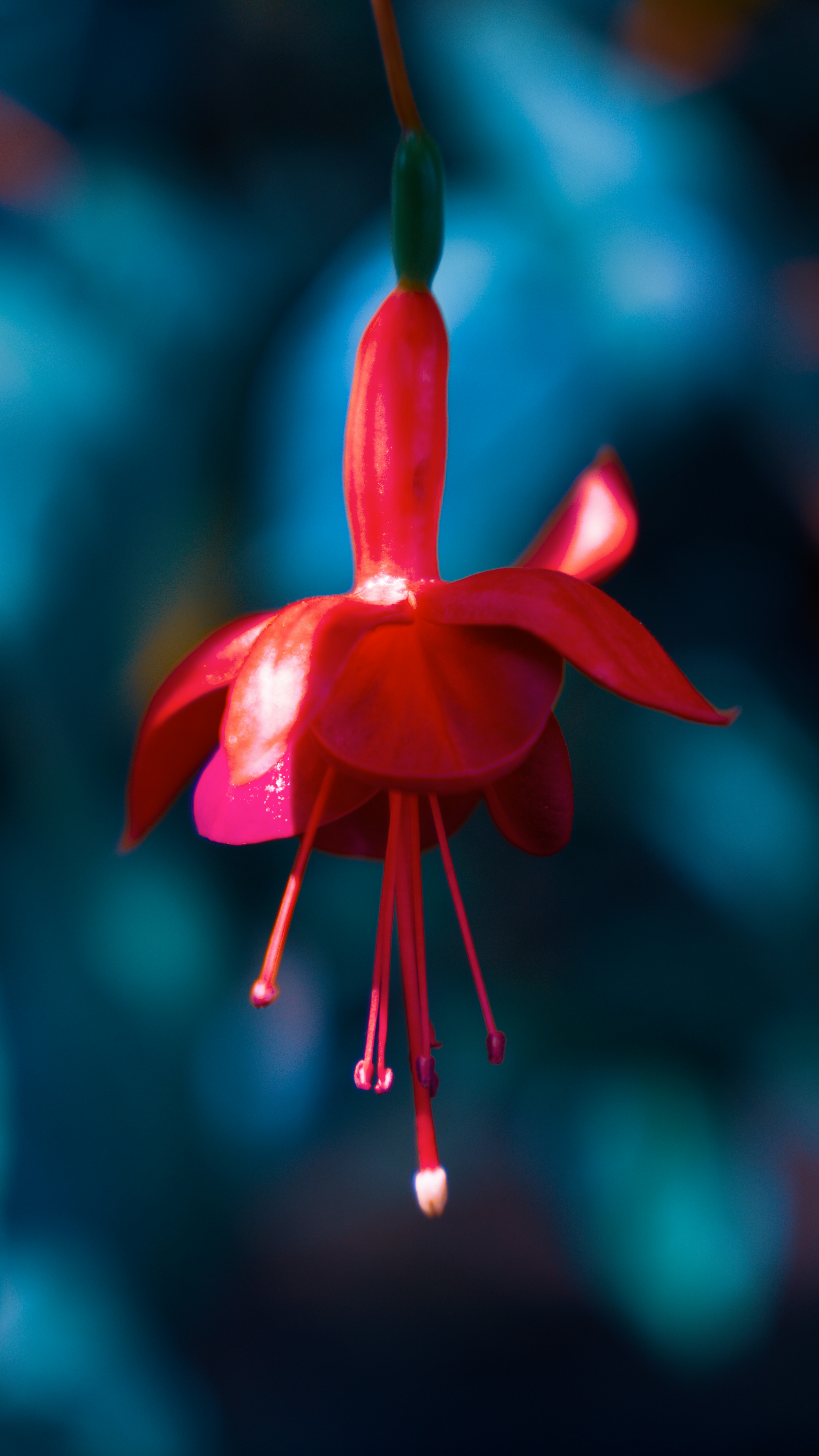 Scarlet Fuchsia: A Close-Encounter with a Drooping Bloom