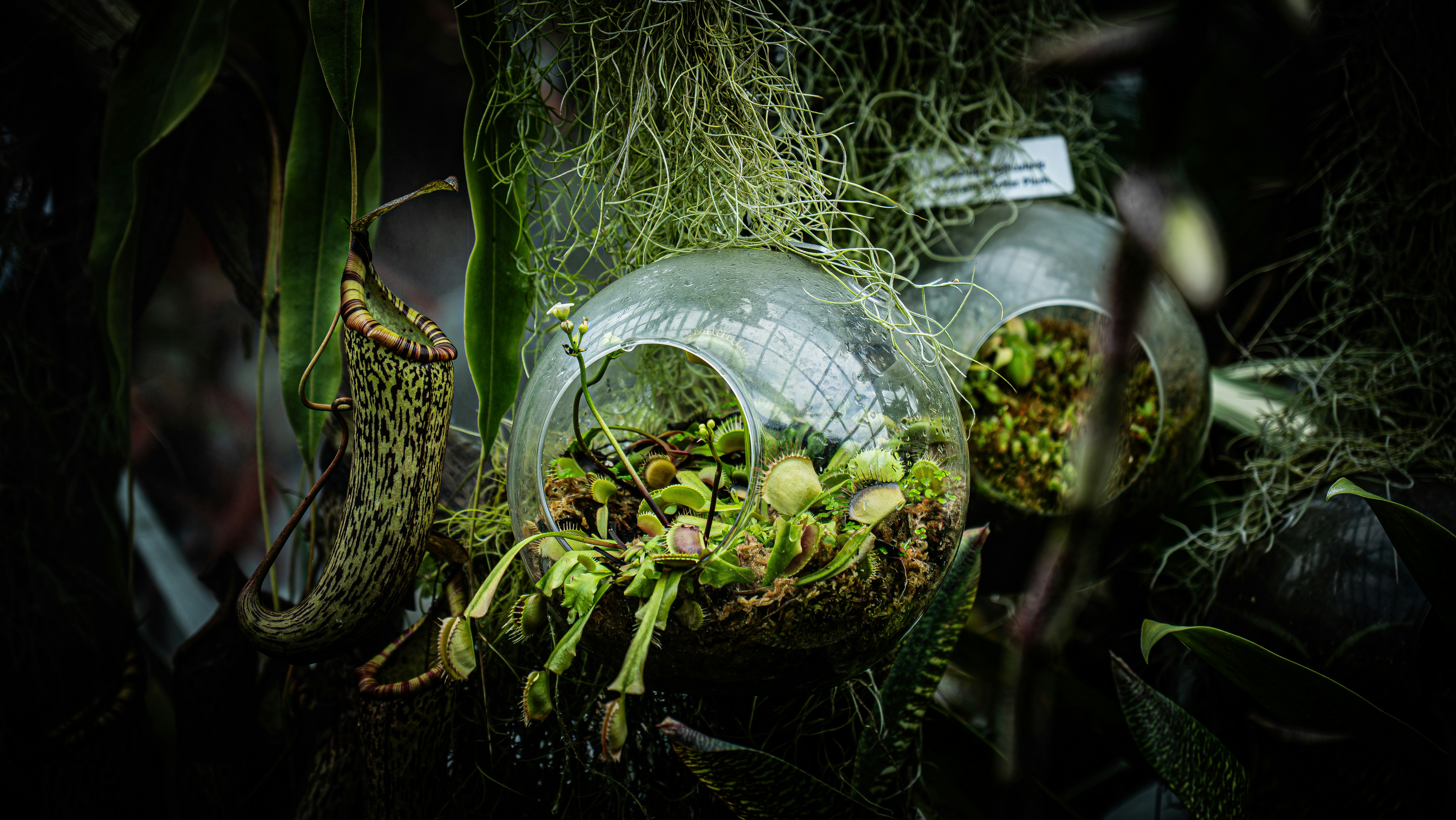 Glass Terrarium of Succulent Orchids