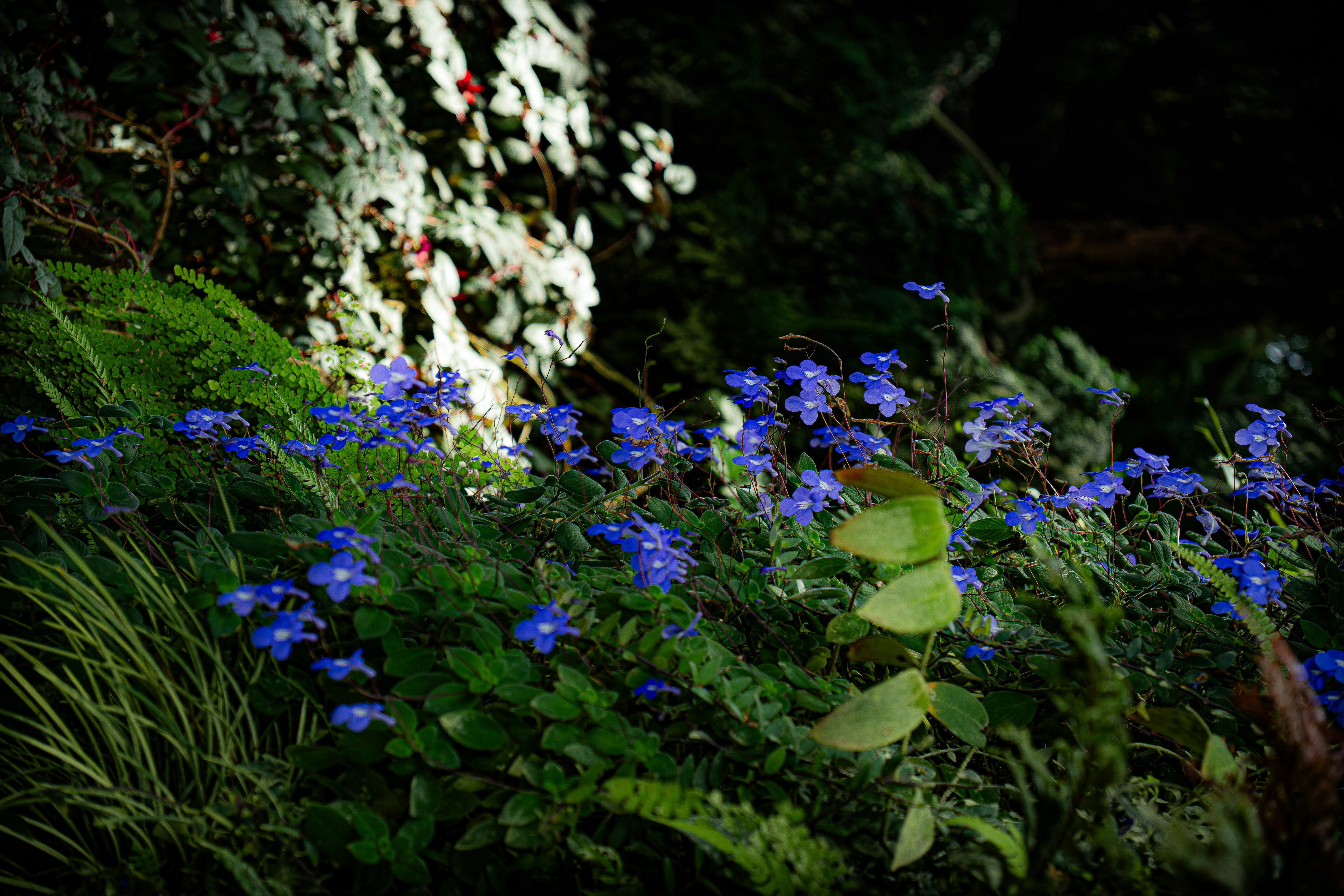 Blue garden carpet under dappled shade