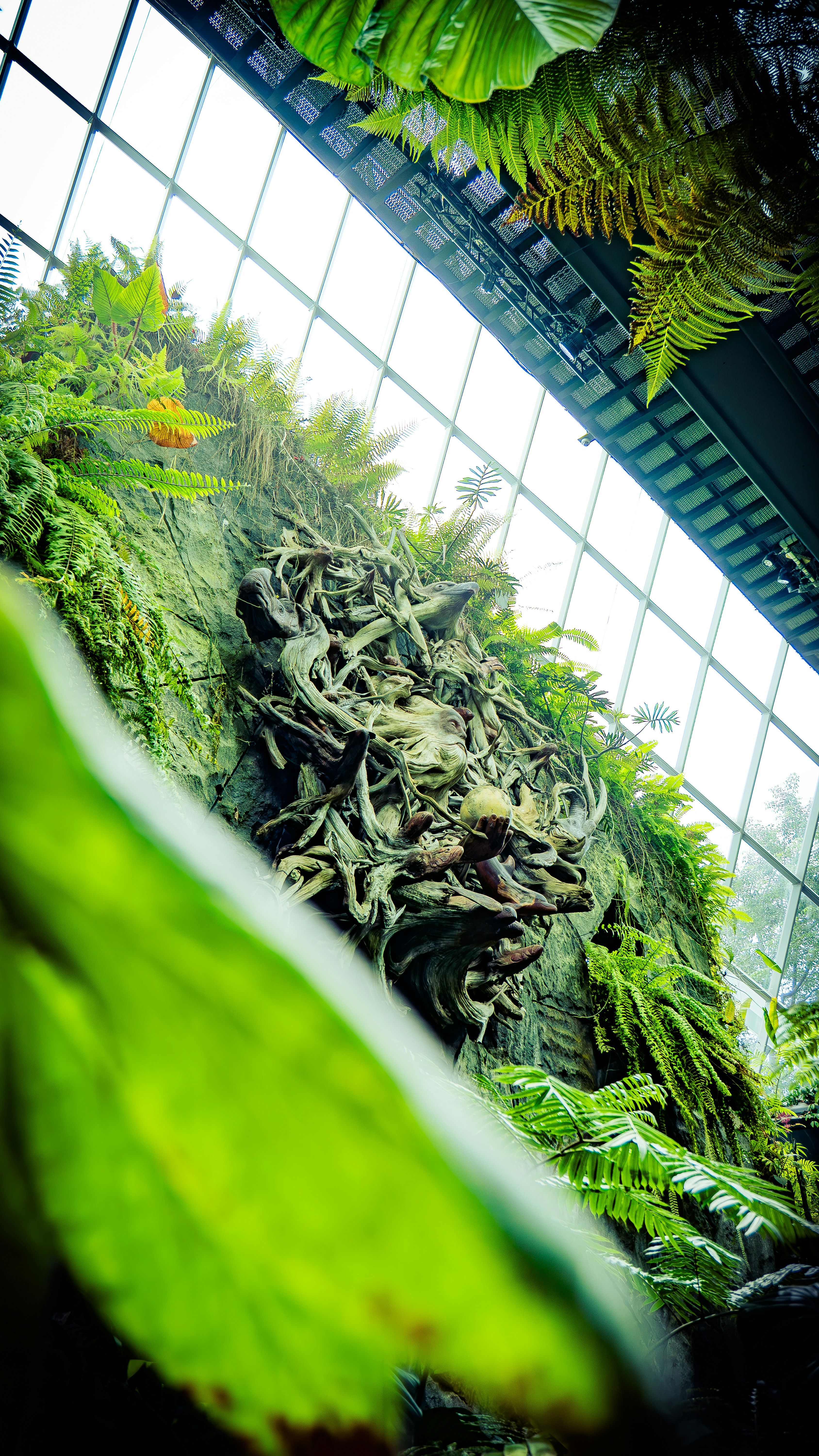 Vertical Garden Ascent: Ferns Against the Glass