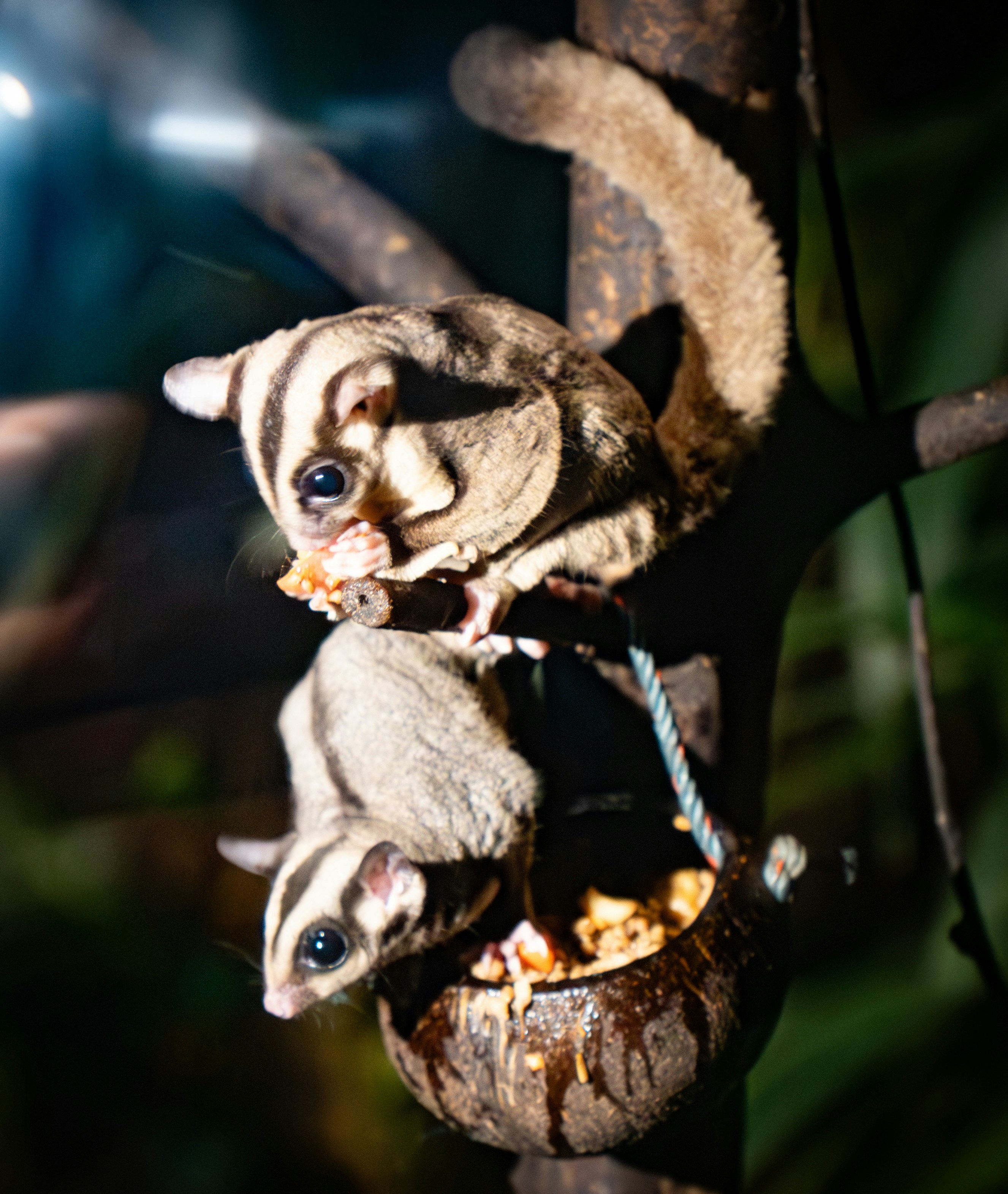 Nibbling Acrobatics: Twin Sugar Gliders on a Coconut Feeder