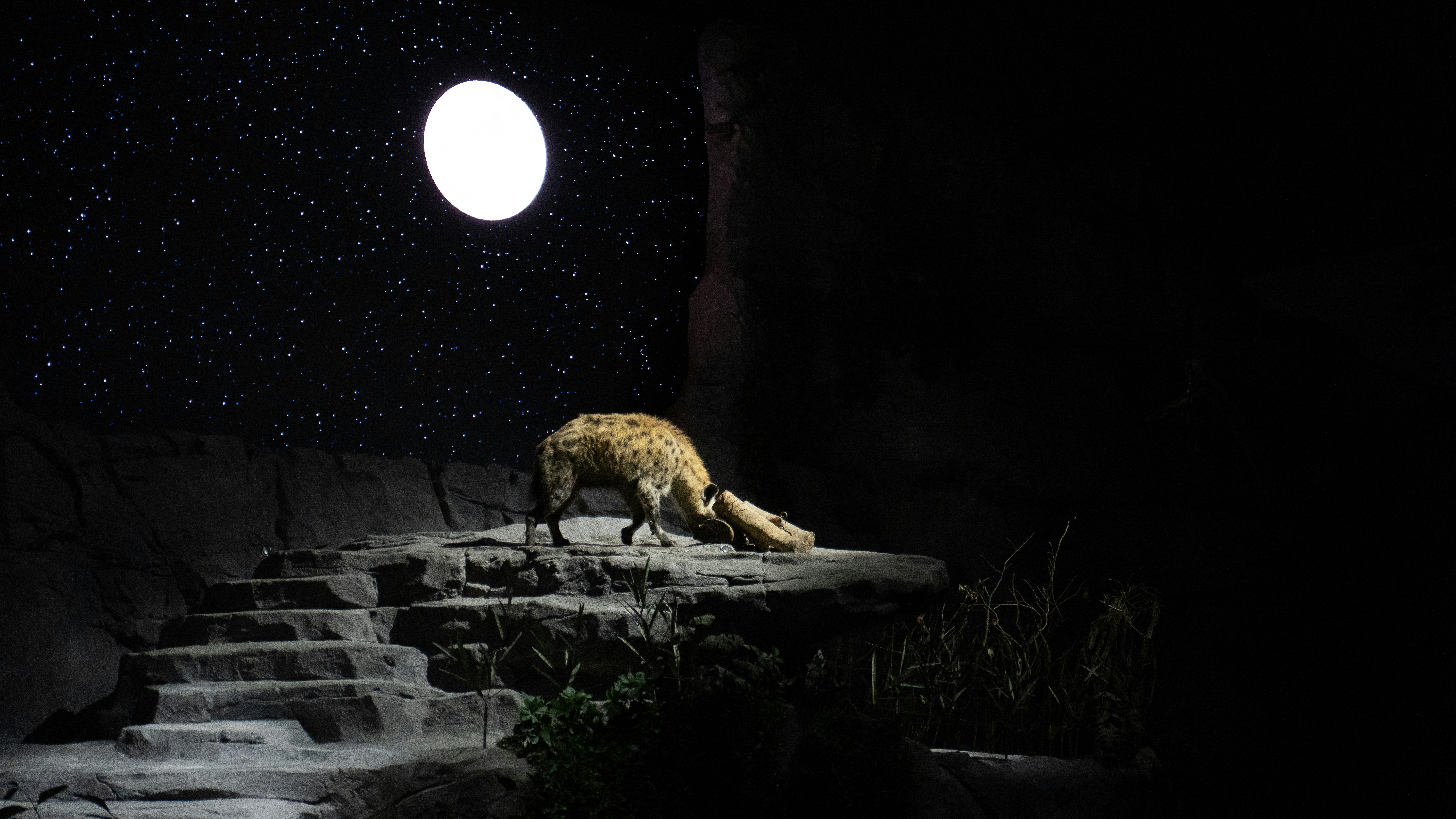 Moonlit Gaze on Stone Steps