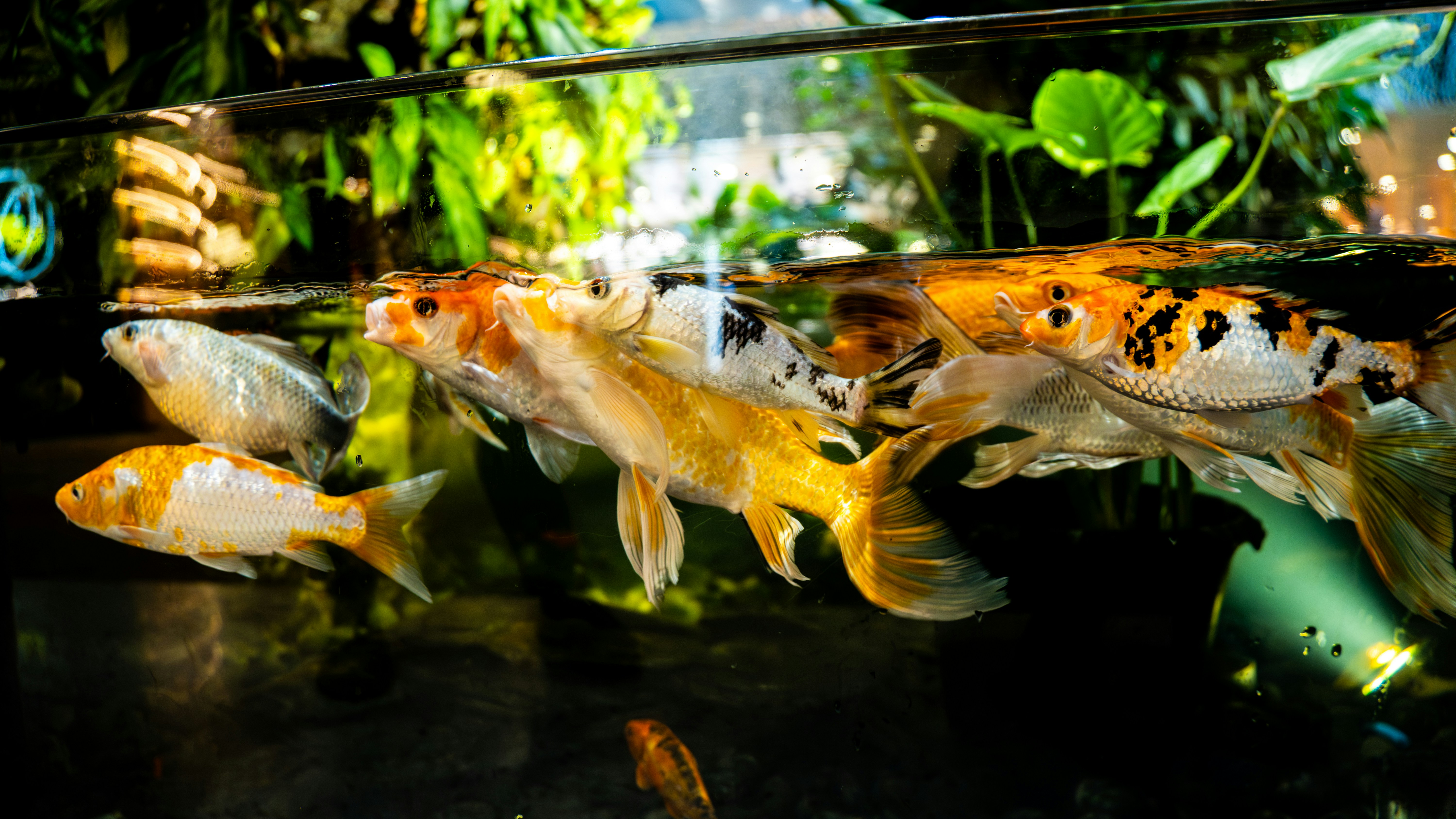 Koi in Motion: a vibrant school under glass