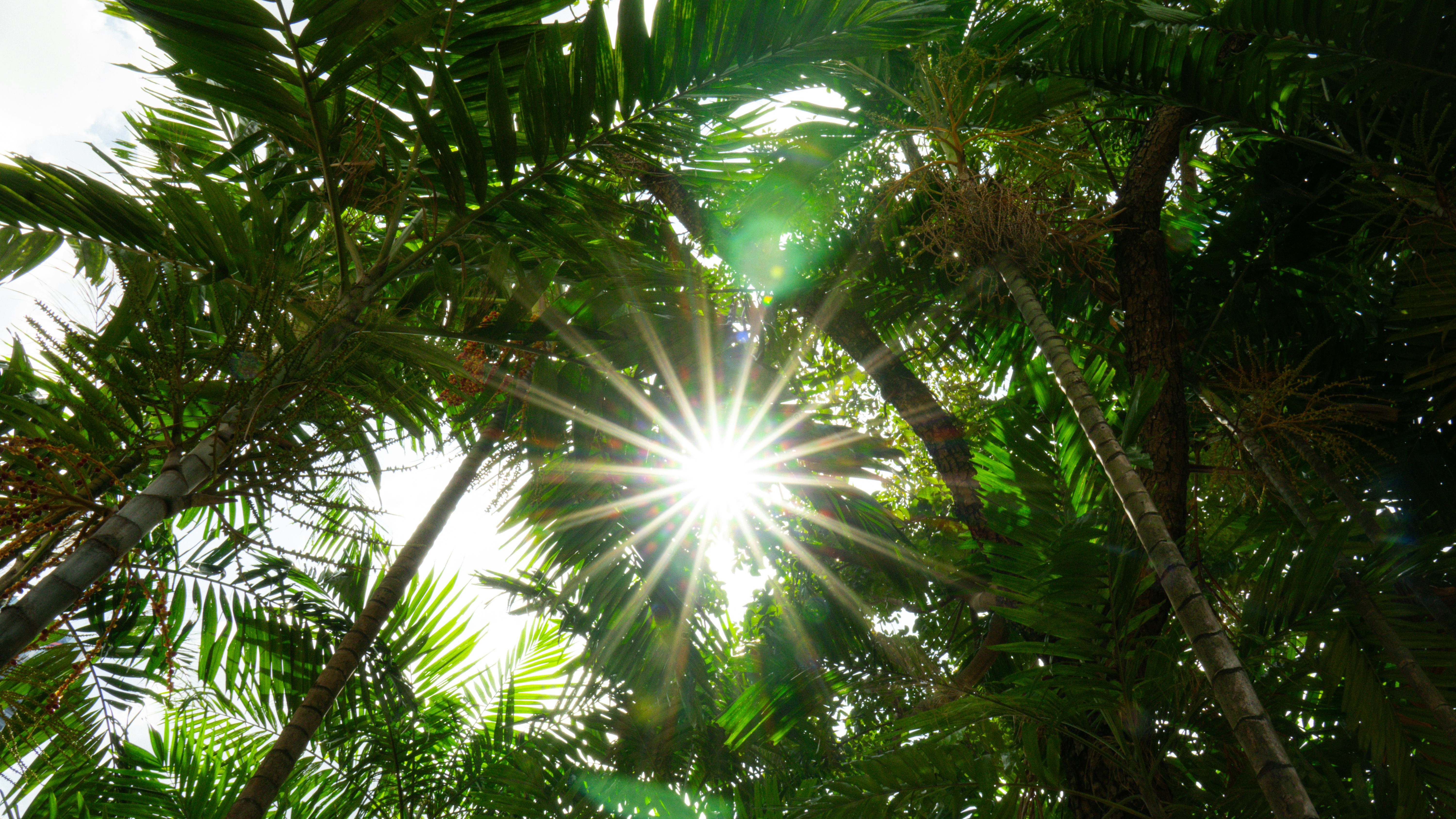 Sunburst Through Canopy: Palm Fronds Framing a Radiant Break