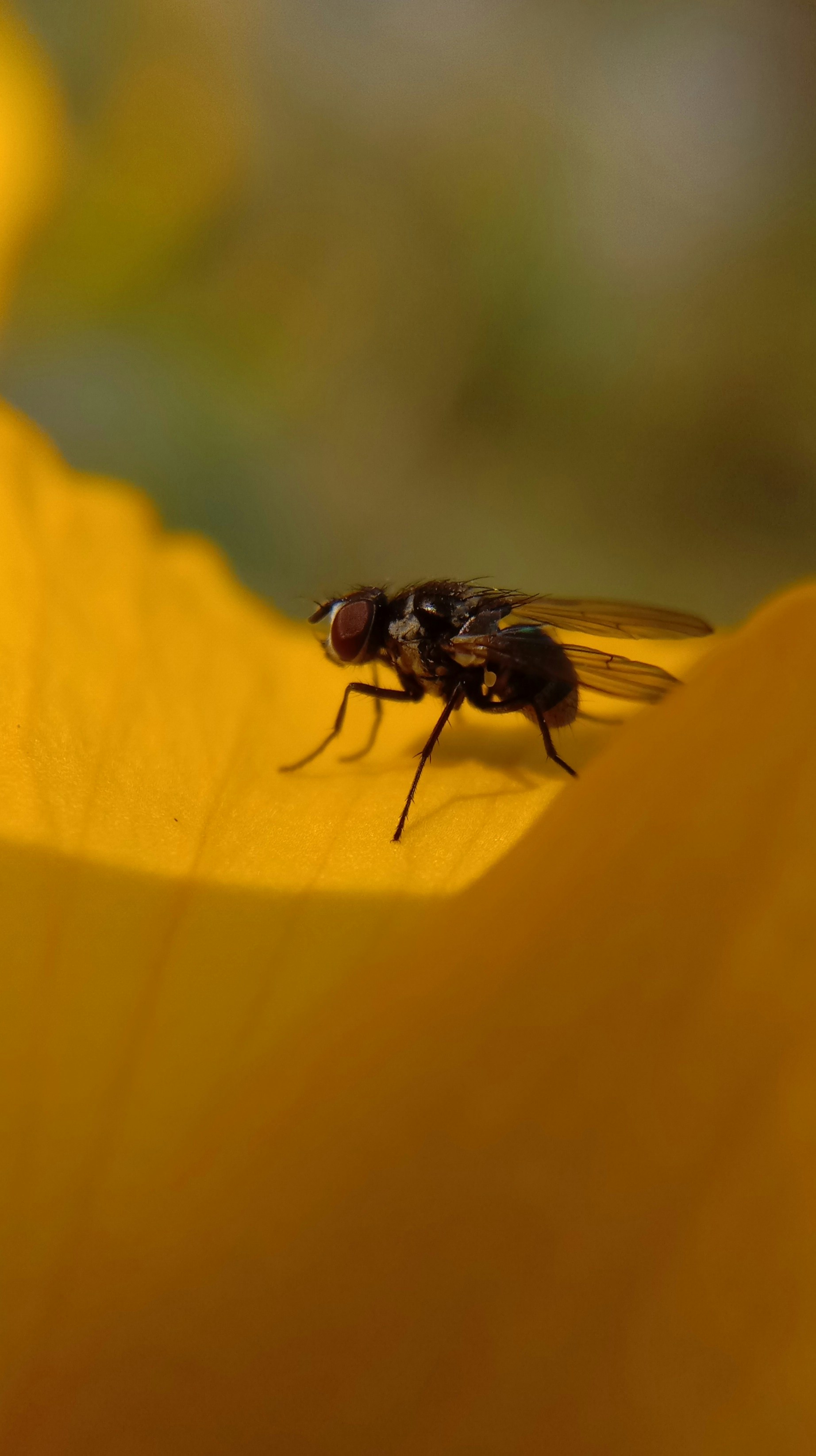 Close-up of a small fly resting on a vibrant yellow petal, with soft background bokeh highlighting the subject. This is a macro-style shot captured on a yellow bloom.