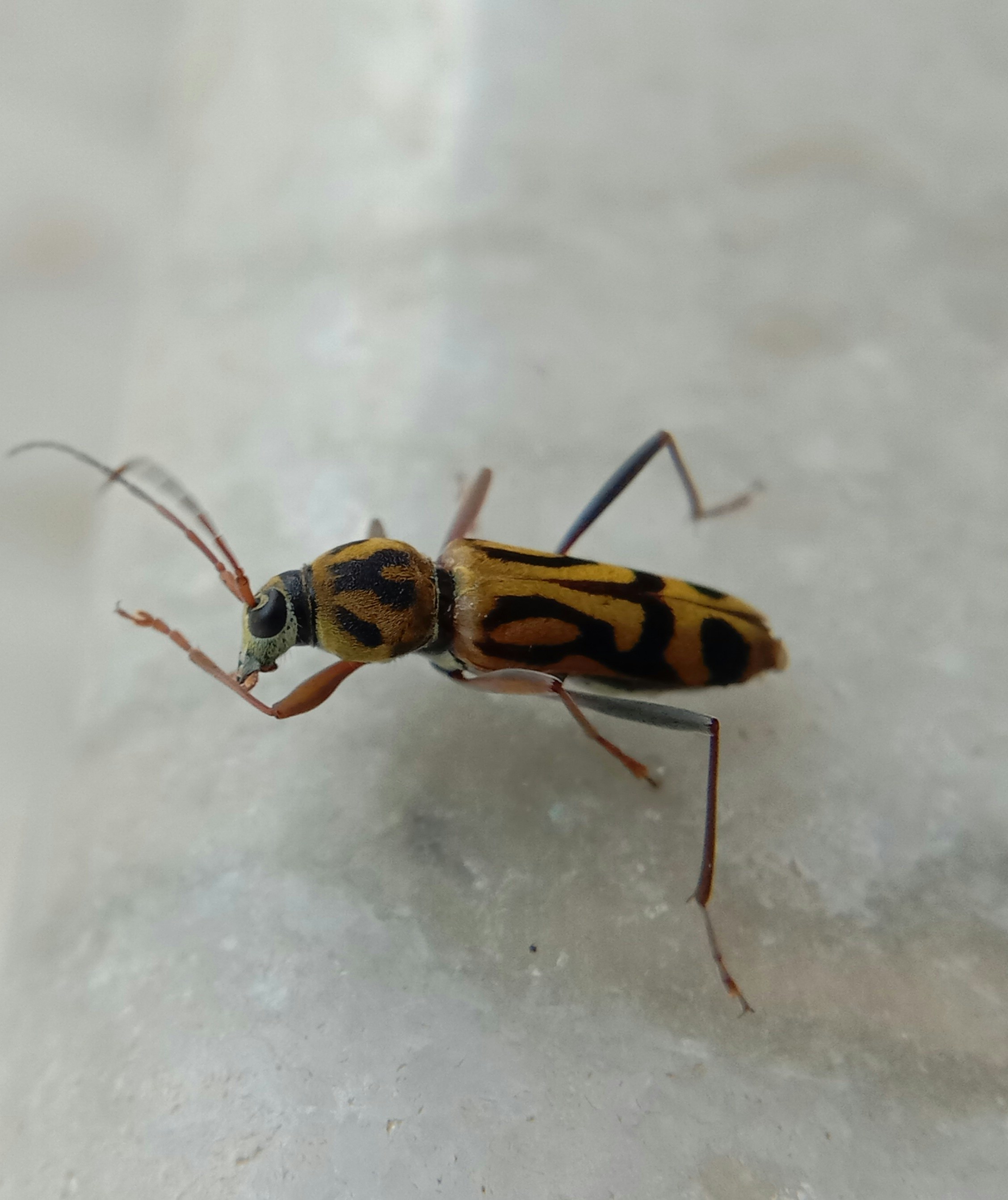 Close-up of a patterned longhorn beetle on a light marble surface, showcasing venation and color contrast; macro-like perspective, natural lighting. Note: this is a close-up photograph of an insect.