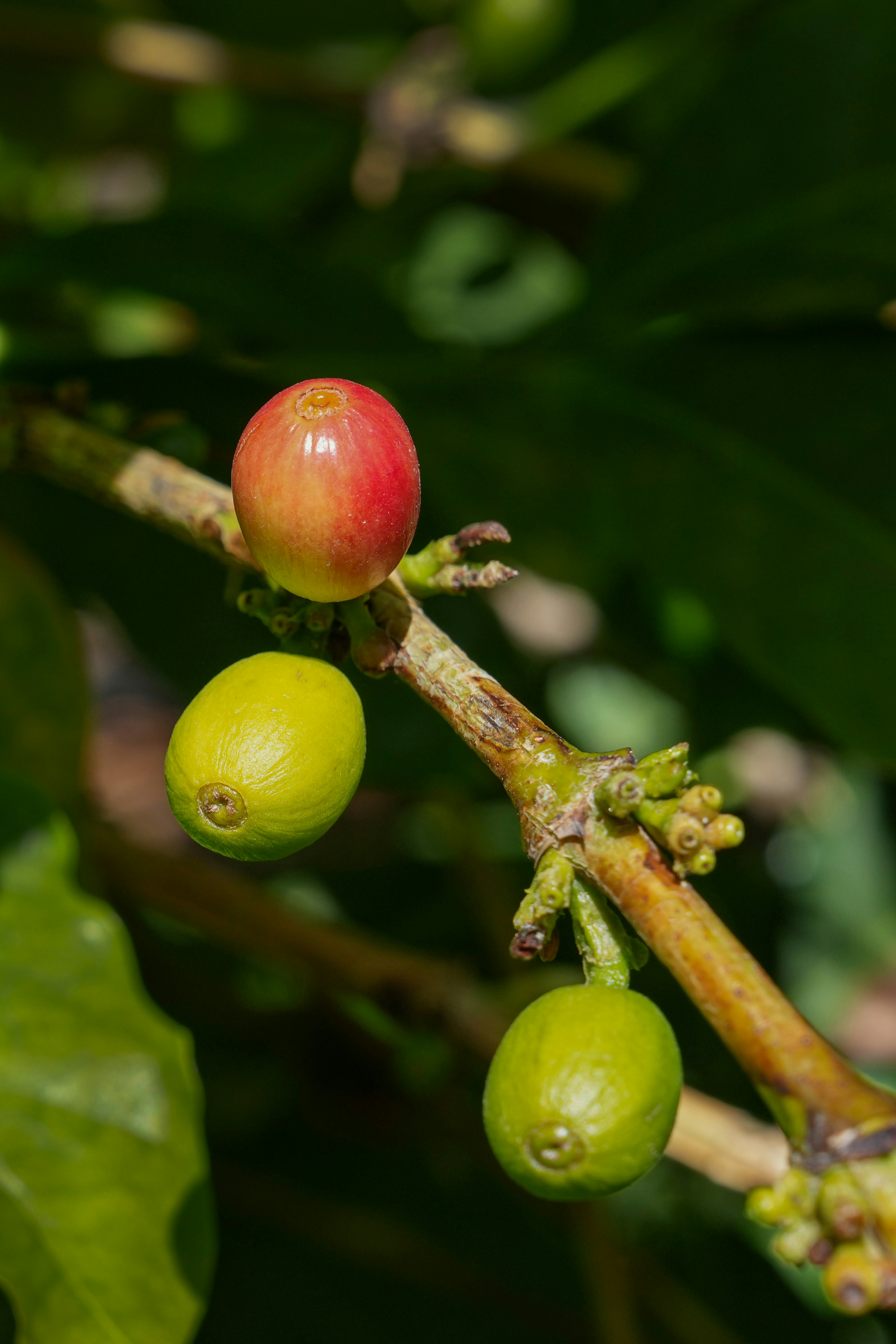 Red and green coffee beans ripening on a branch.