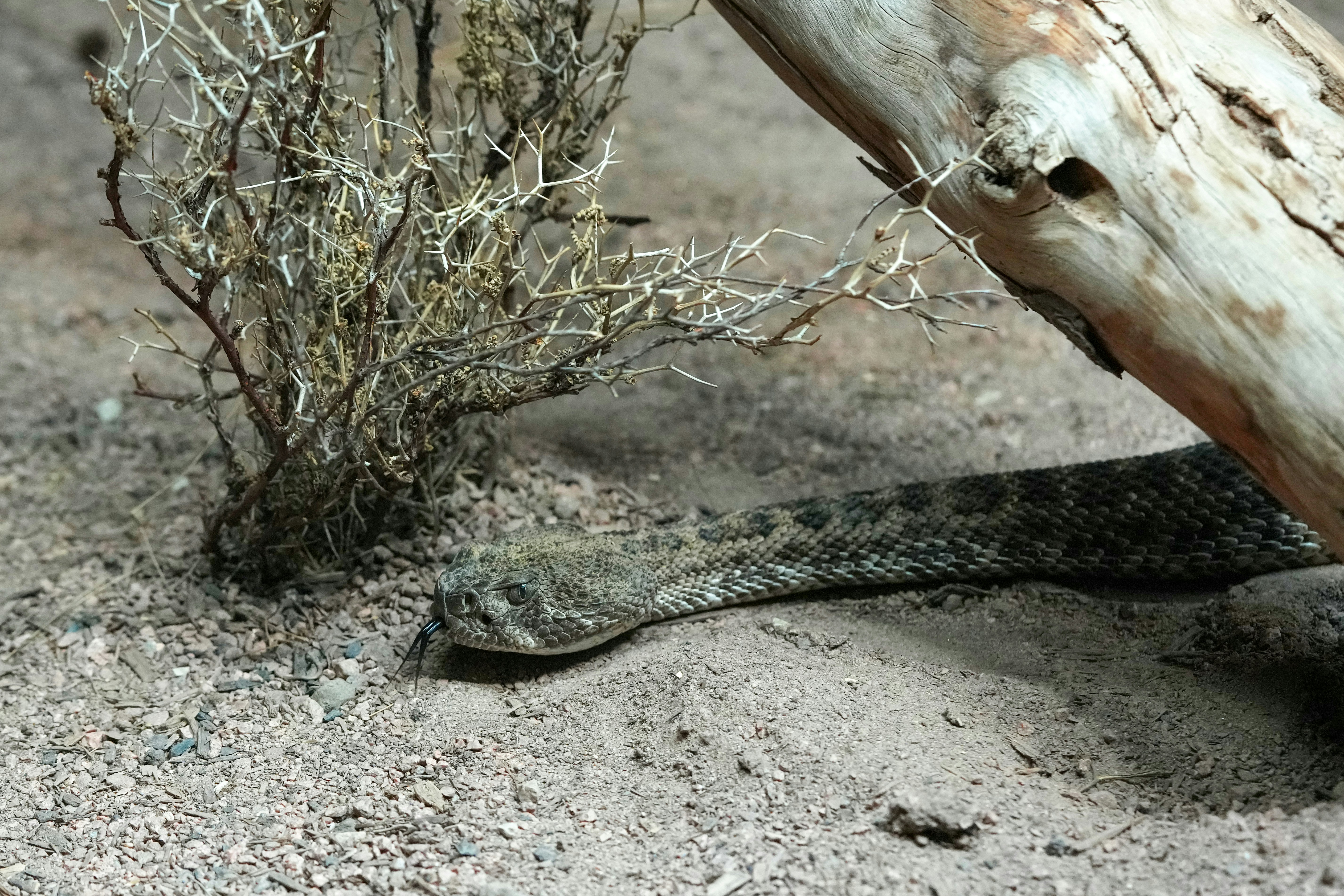 Desert Viper Beneath a Weathered Branch