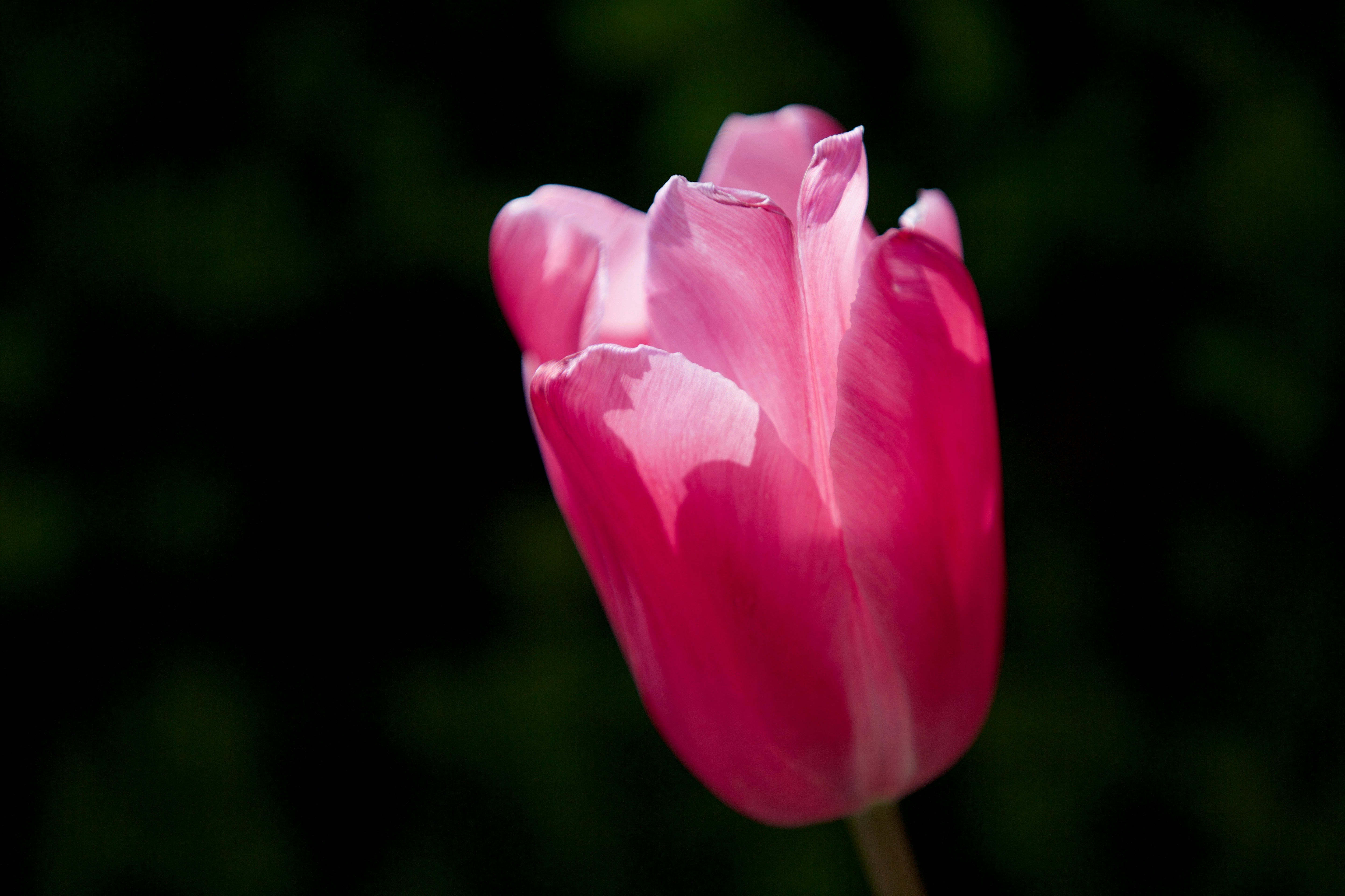 Pink Tulip in Focus: A Close-Up Portrait of Blooming Grace