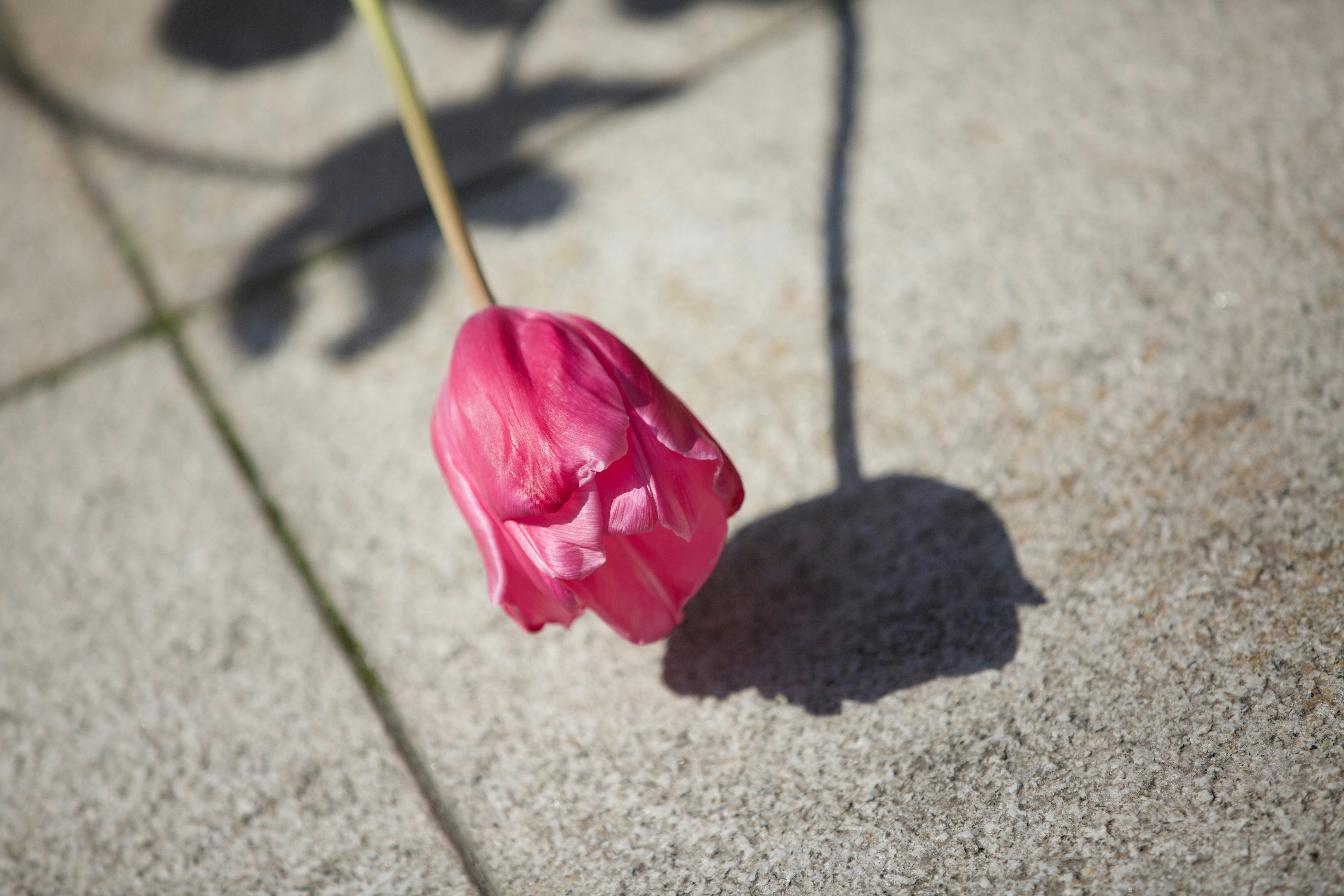 Pink Tulip on a Stony Stage
