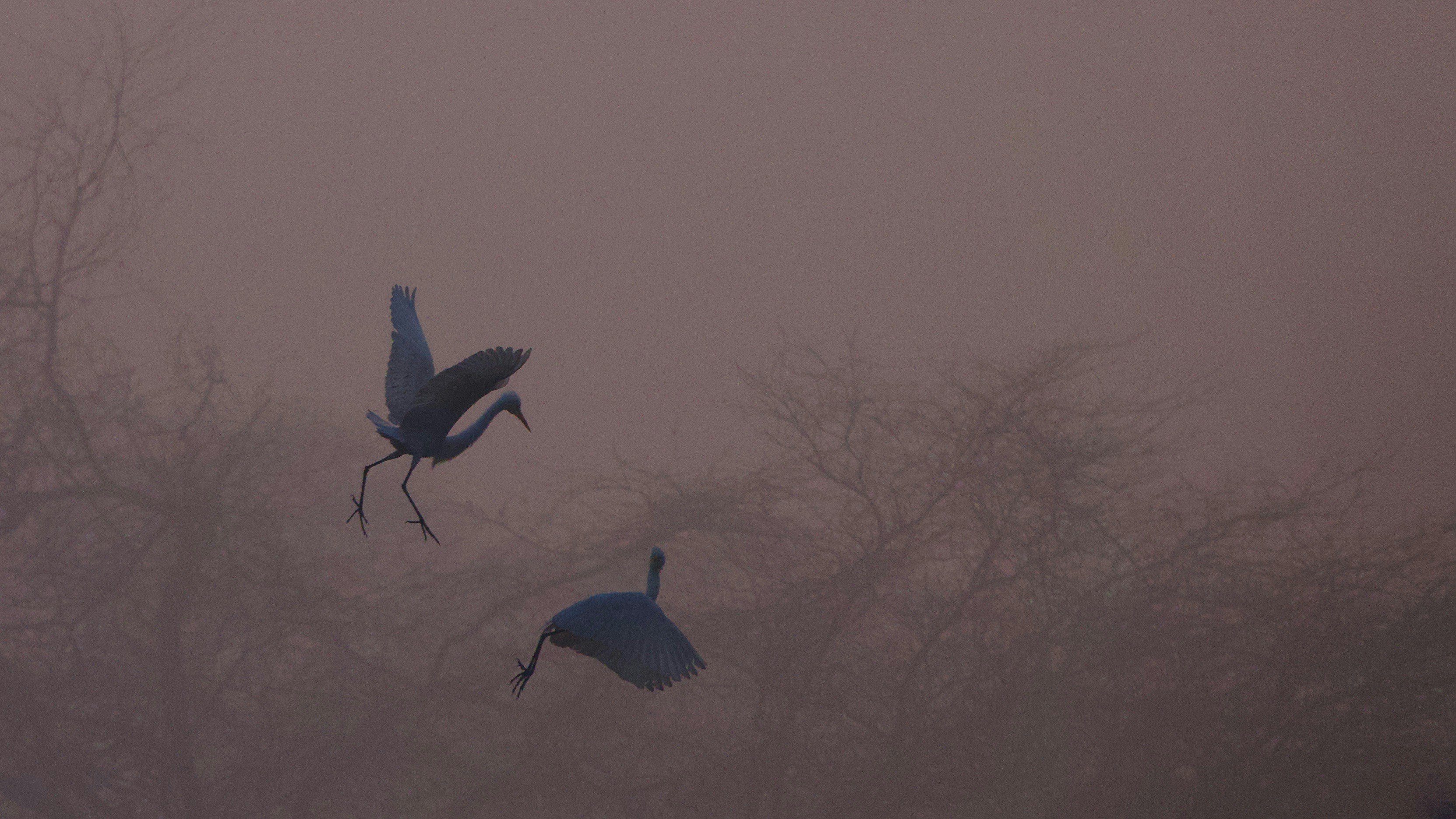 Misty Flight: Two Herons Piercing Through the Haze
