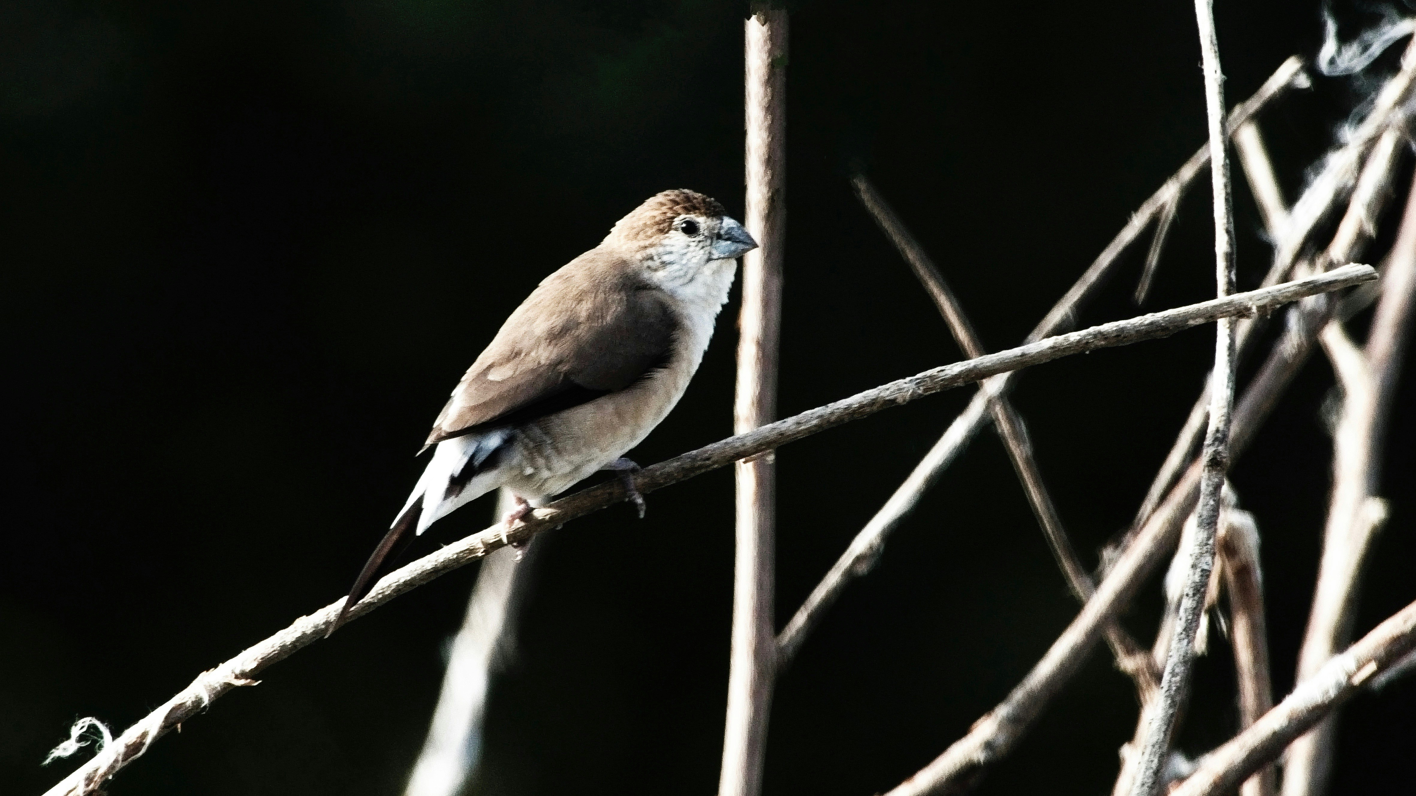Perched Finch in Quiet Reedscape