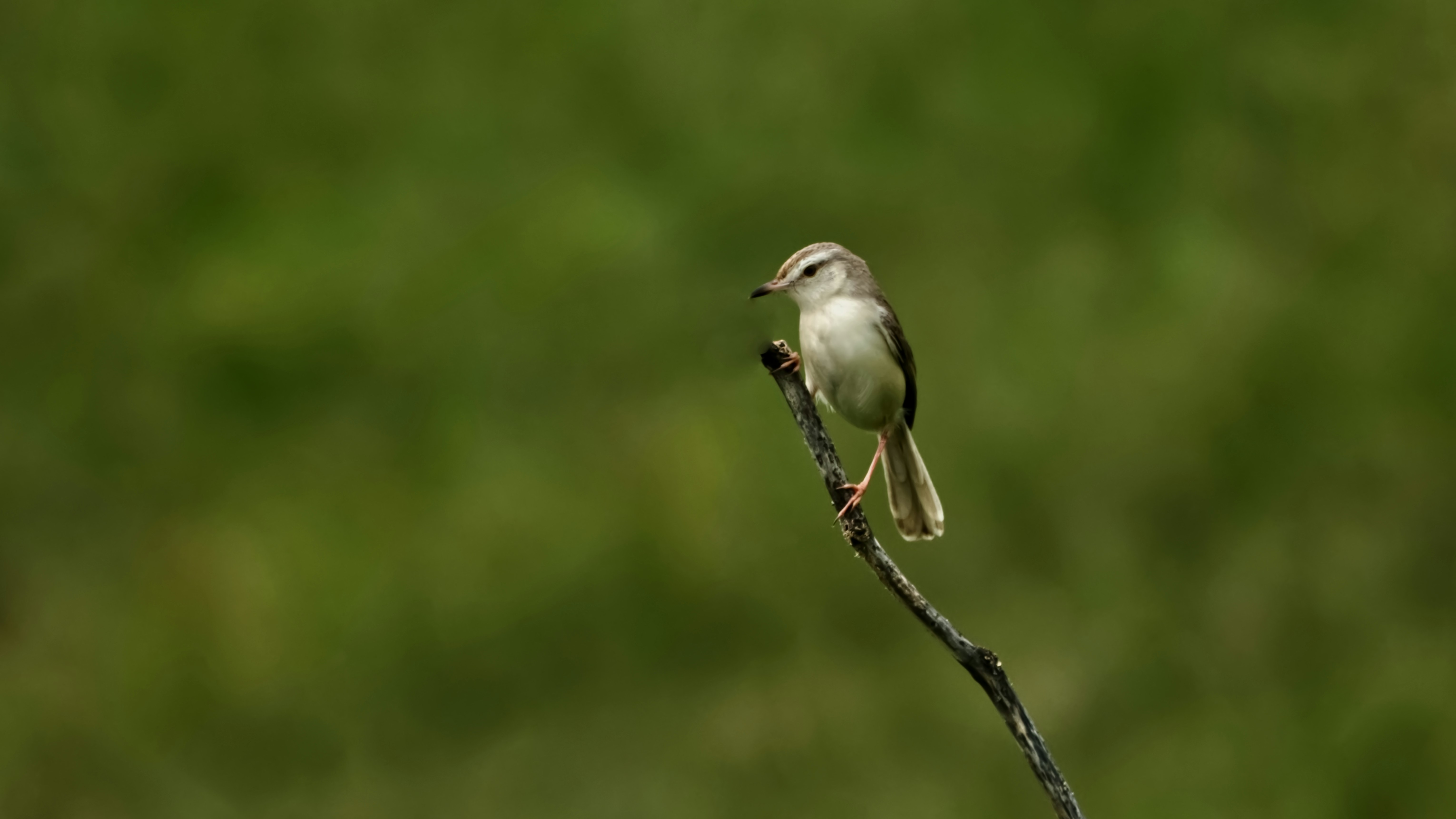 Perched on a twig: a songbird in quiet greenery