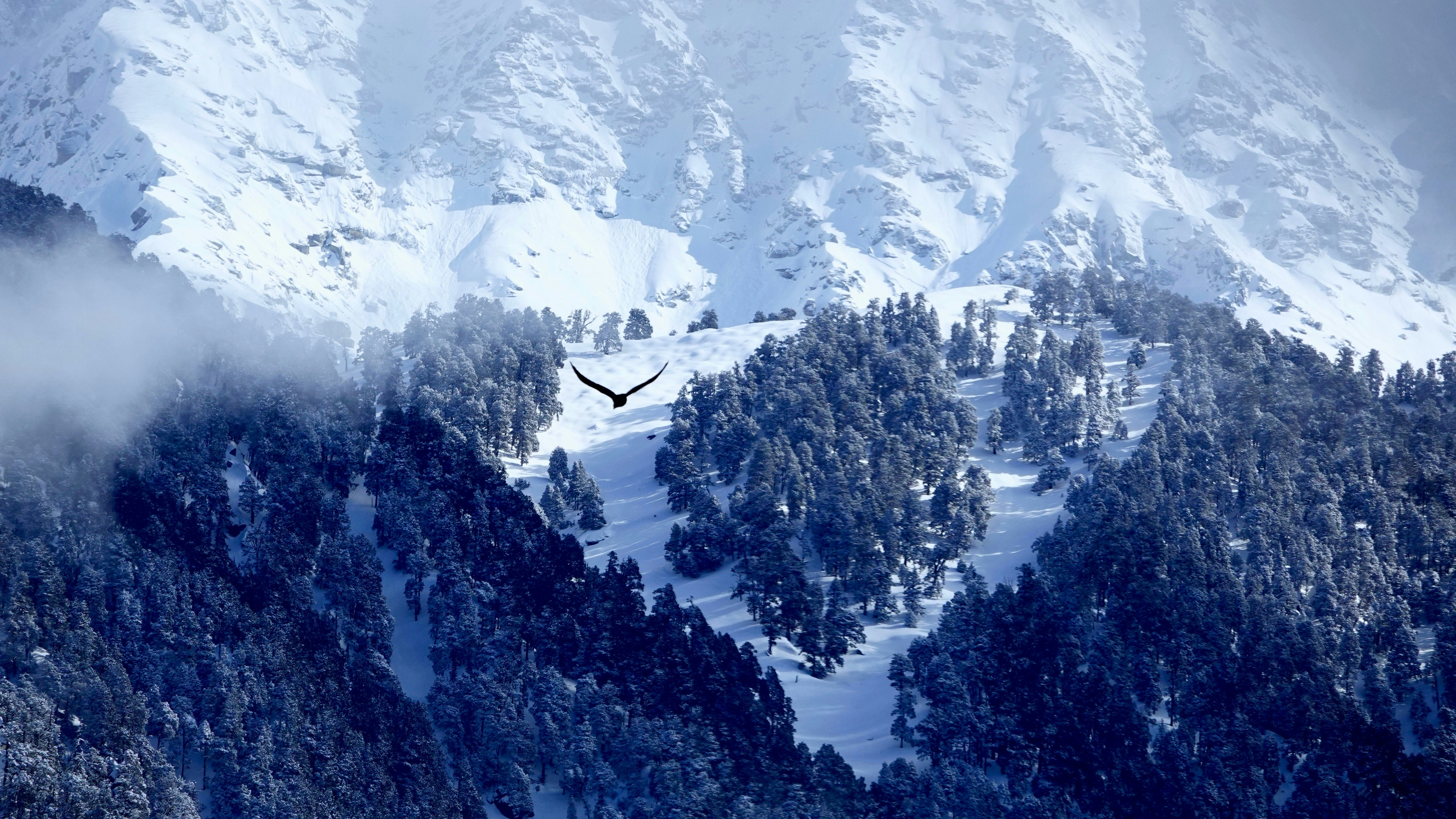 Hawk in the Snow: A Ridgeline Glide Under Alpine Pines